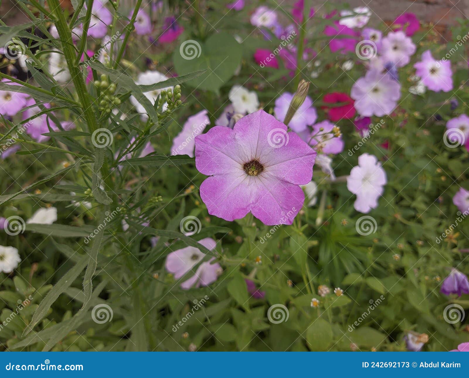 A Beautiful Flower in Combination with Green Stock Image - Image of ...