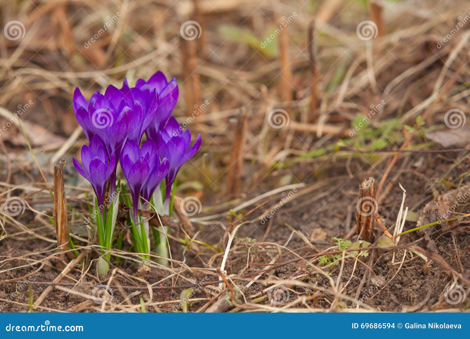Beautiful Flower Crocus Outdoors Stock Photo - Image of long, botany ...