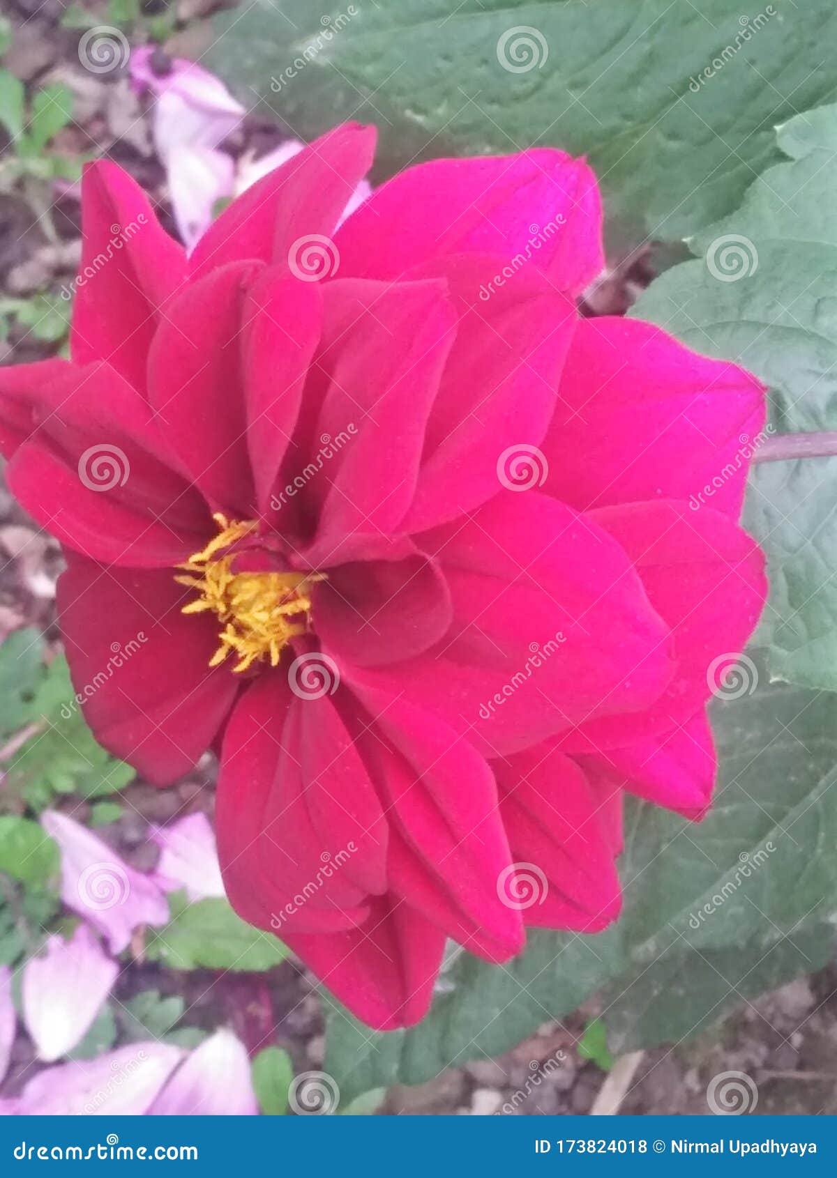 A Beautiful Flower Dahlia in Assam Stock Photo - Image of assam ...