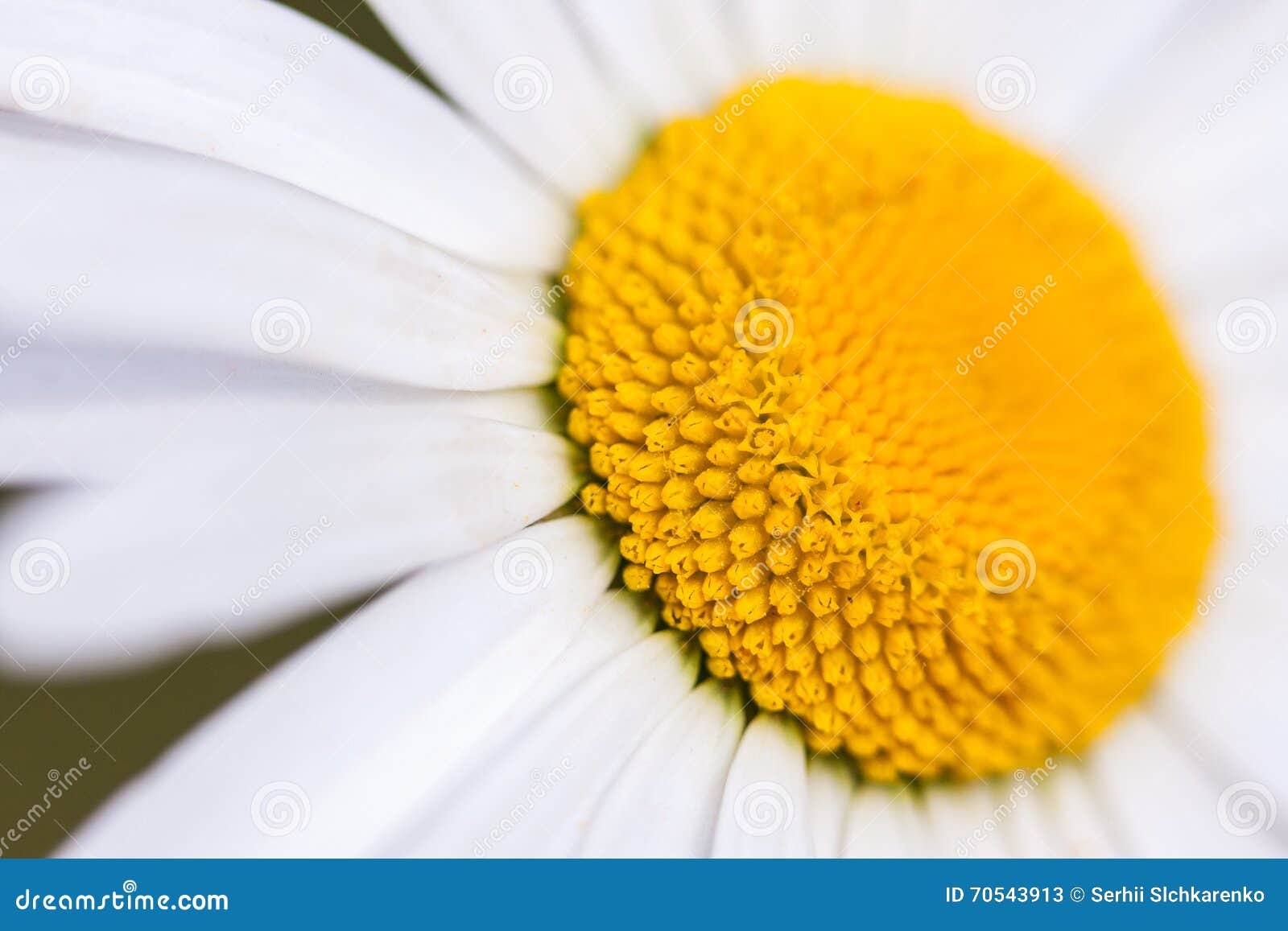 Beautiful Flower Daisy Macro. Soft Focus. Stock Image - Image of growth ...