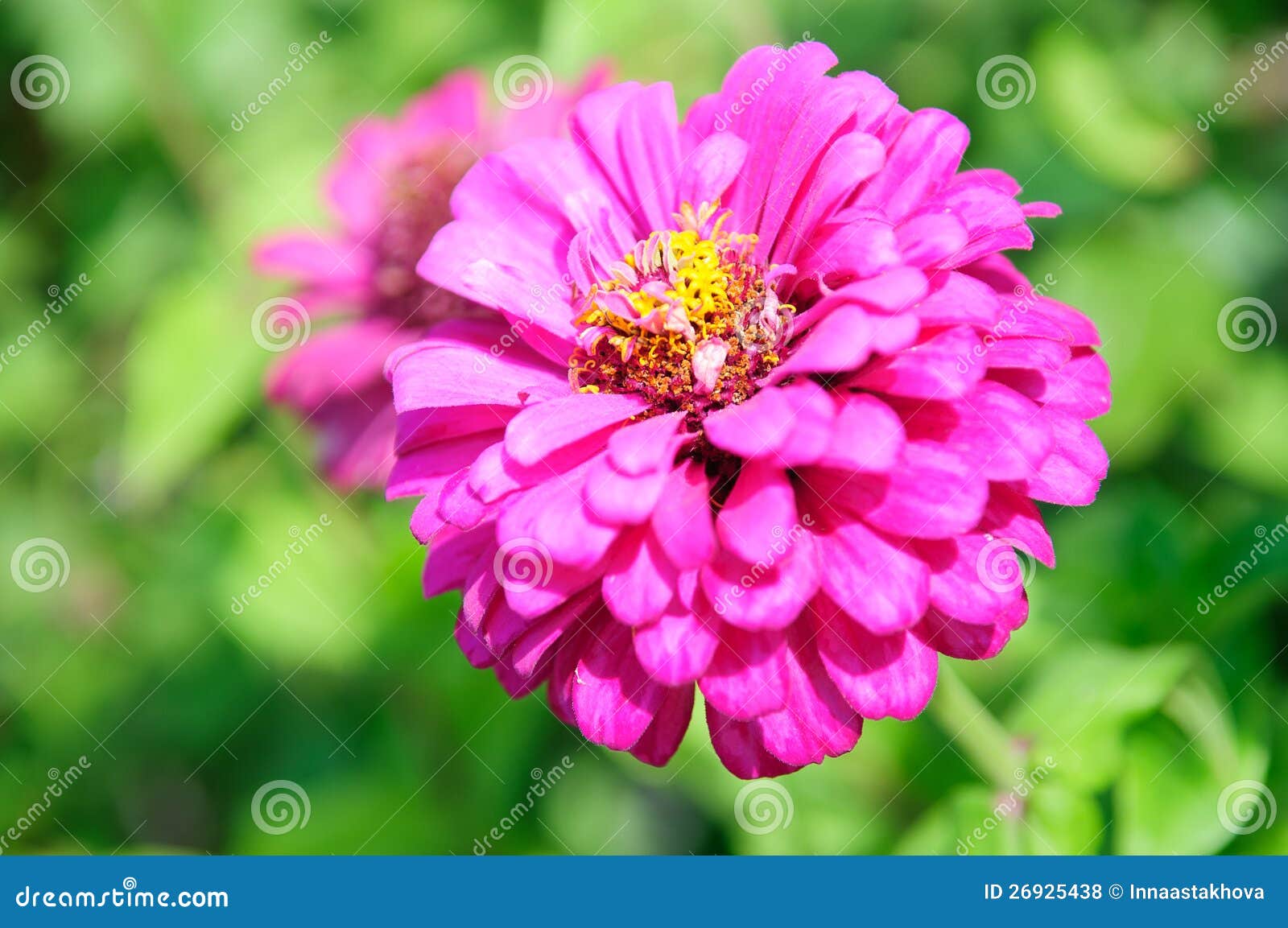 Beautiful Flower design stock photo. Image of close, decorative - 26925438