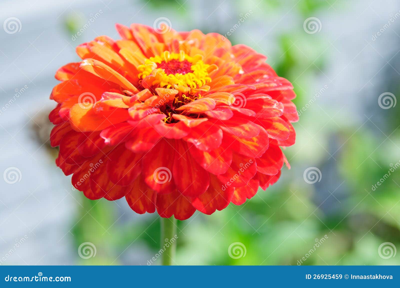 Beautiful Flower design stock image. Image of abstract - 26925459