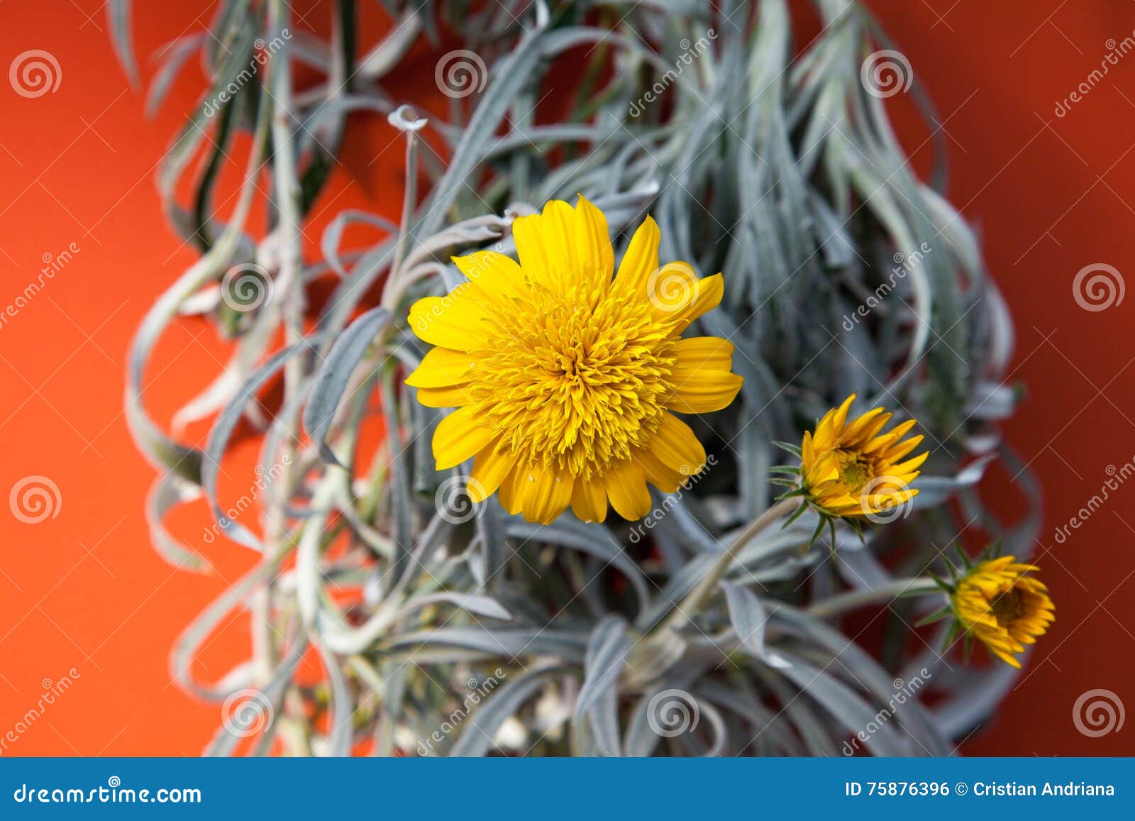 Beautiful Flower Display Inside Singapore Botanical Garden. Stock Photo ...