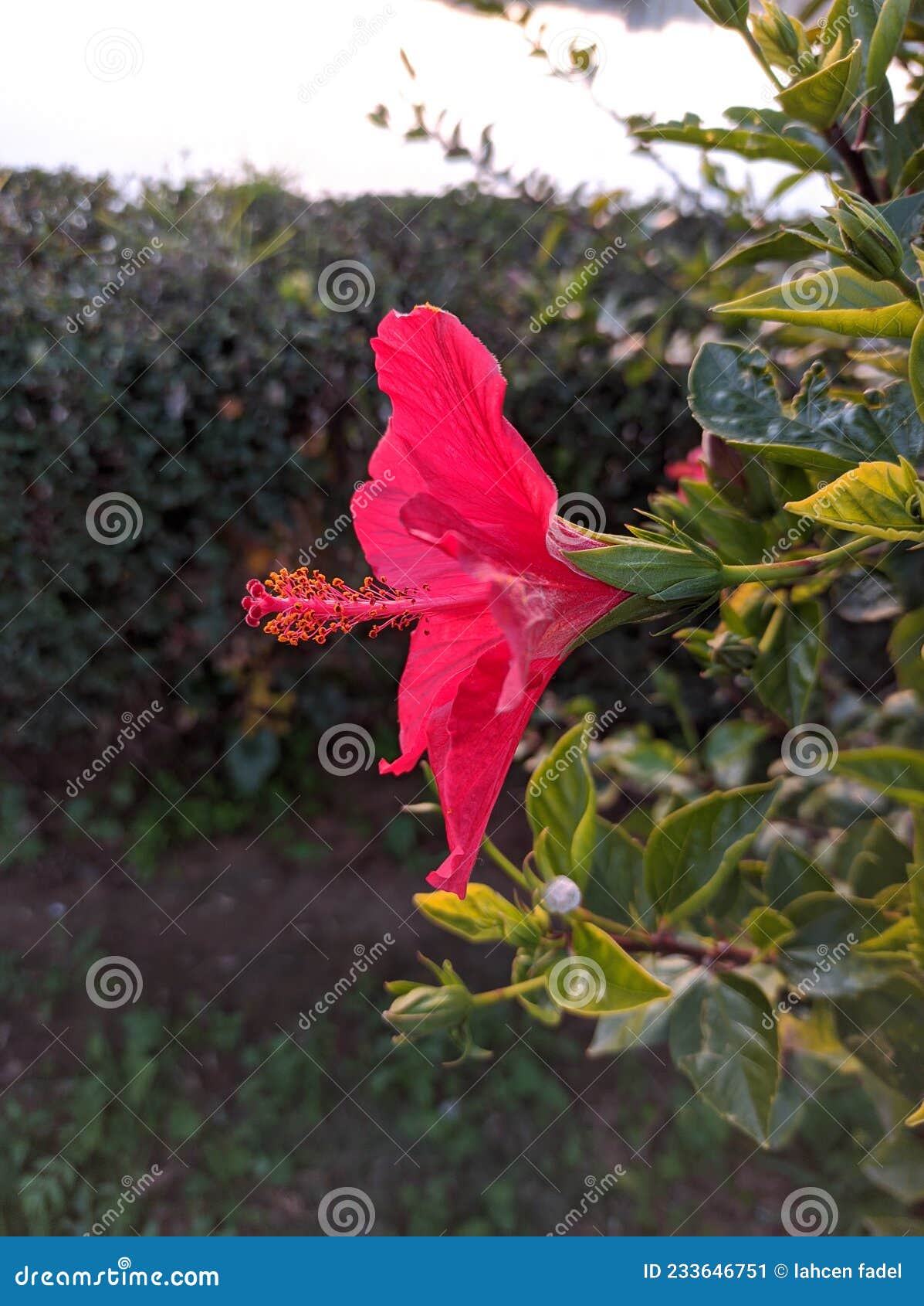 A Beautiful Flower & X28; DSLR& X29; FOCUS Stock Image - Image of ...