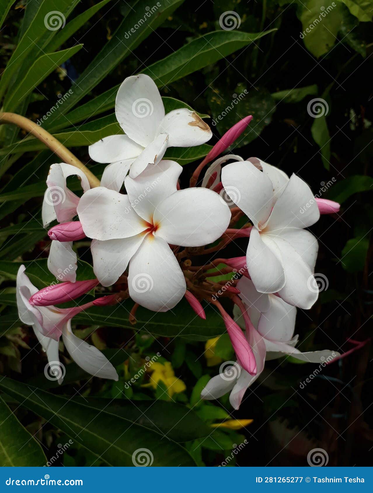 Beautiful flower emages stock image. Image of pink, branch - 281265277