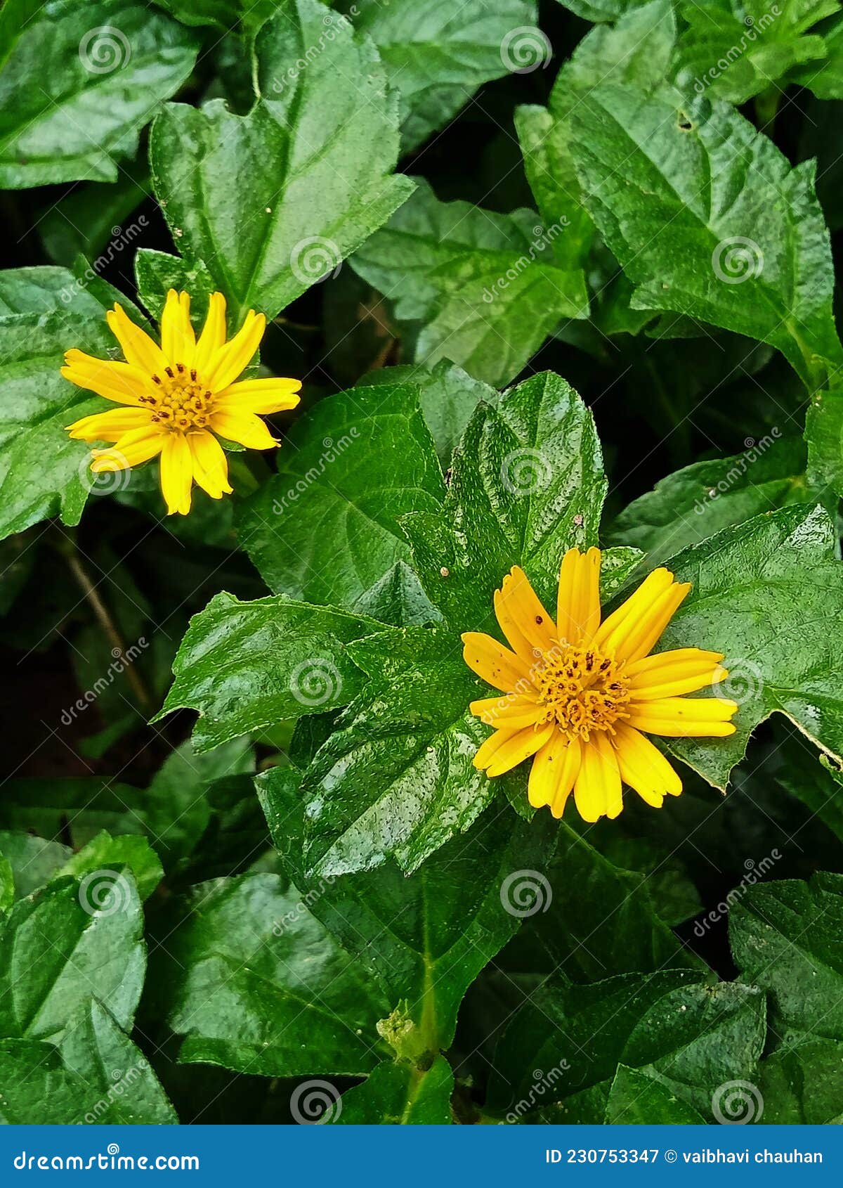 Beautiful flower feel good stock image. Image of beautiful - 230753347