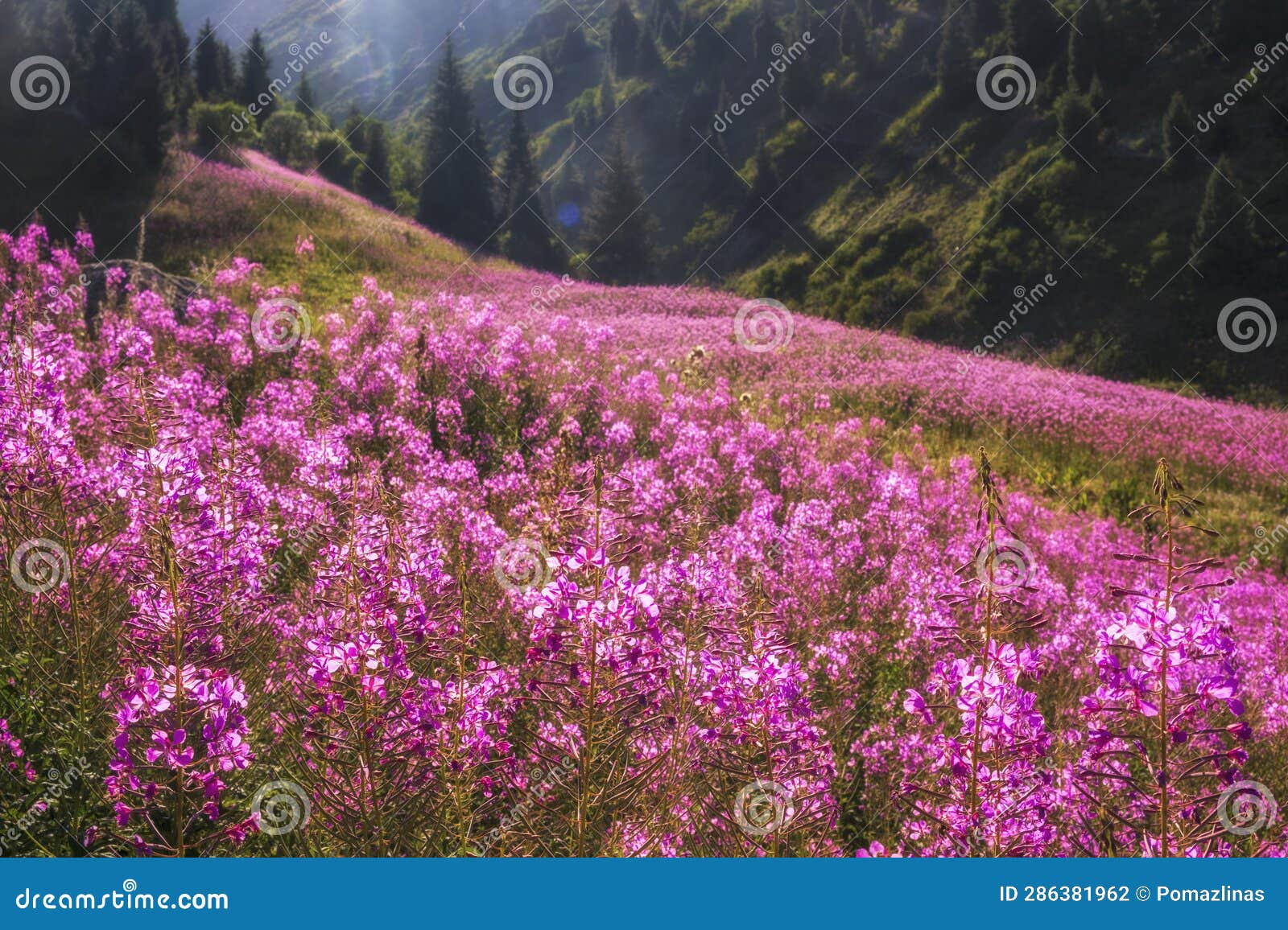 Beautiful Flower Fields in Mountains. Thickets of Fireweed or Ivan Chai ...