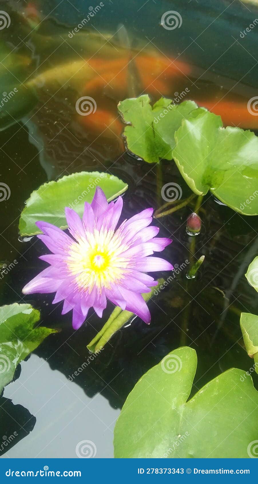 Beautiful Flower and Fish in Pool Stock Image - Image of fish, plant ...
