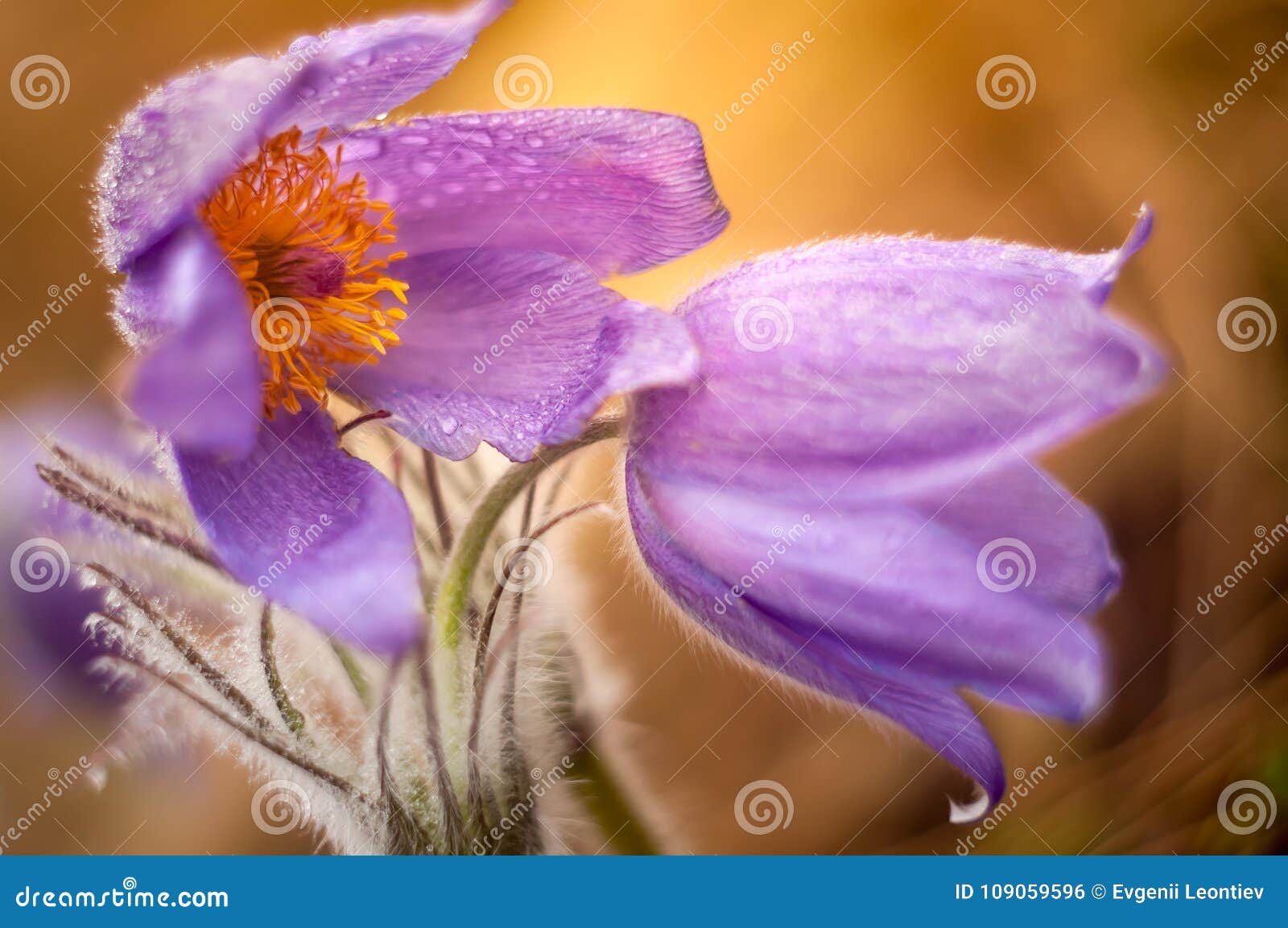 Beautiful Flower in the Forest Stock Photo - Image of nature, color ...