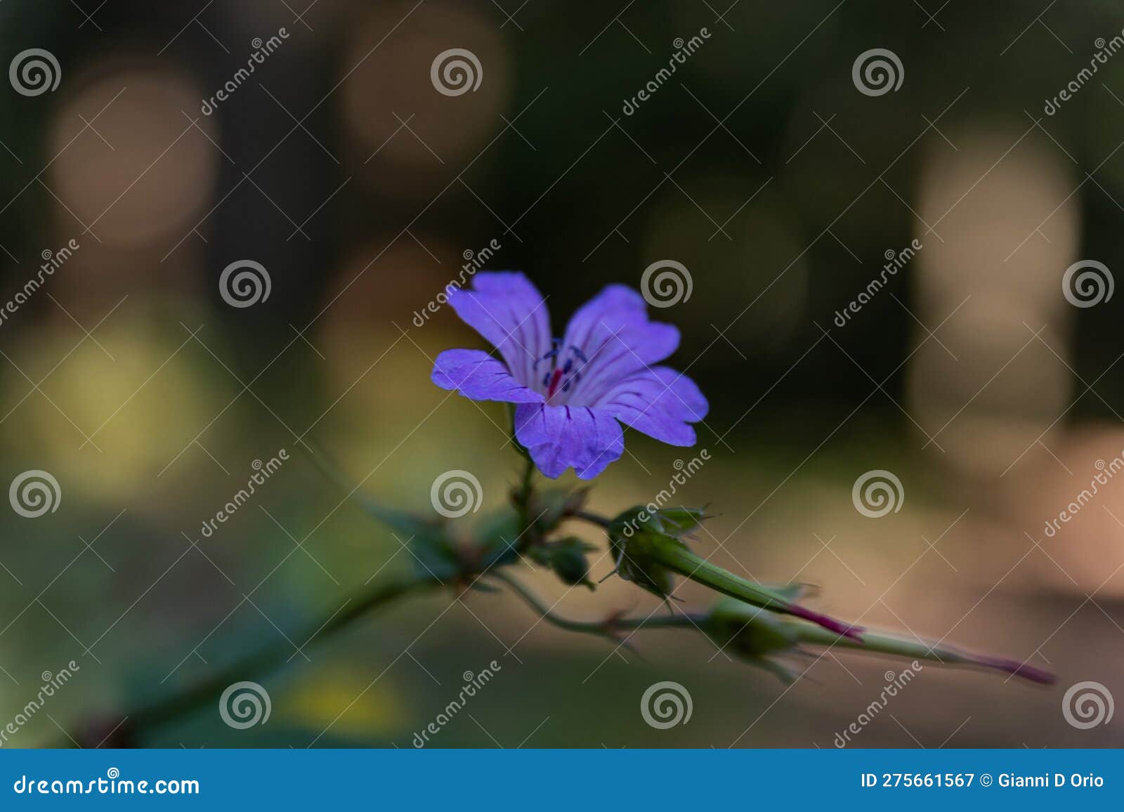 Beautiful Flower in the Forest with Bokeh in the Background Stock Image ...