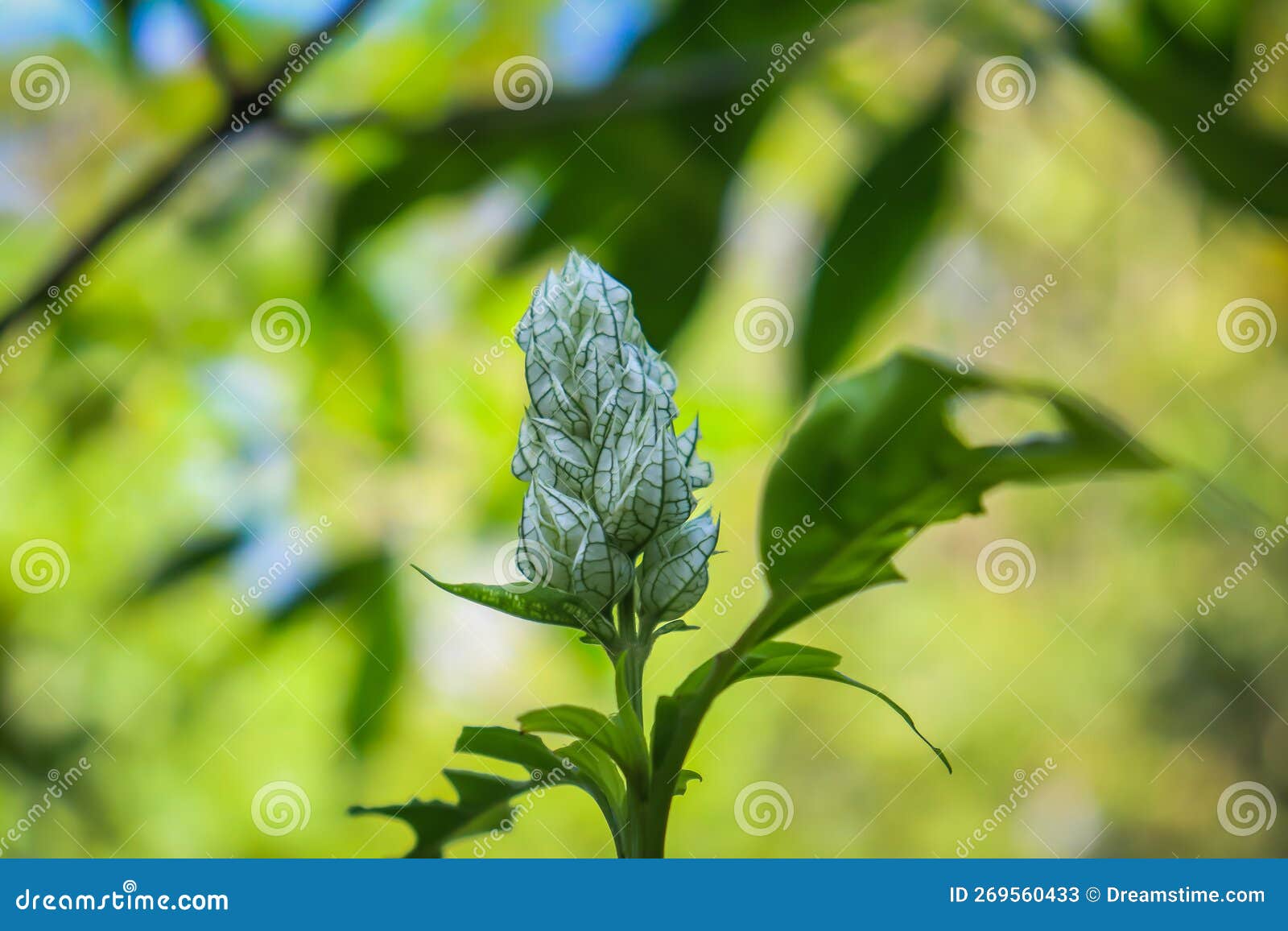 Beautiful Flower in the Forest Stock Image - Image of nature, leaf ...