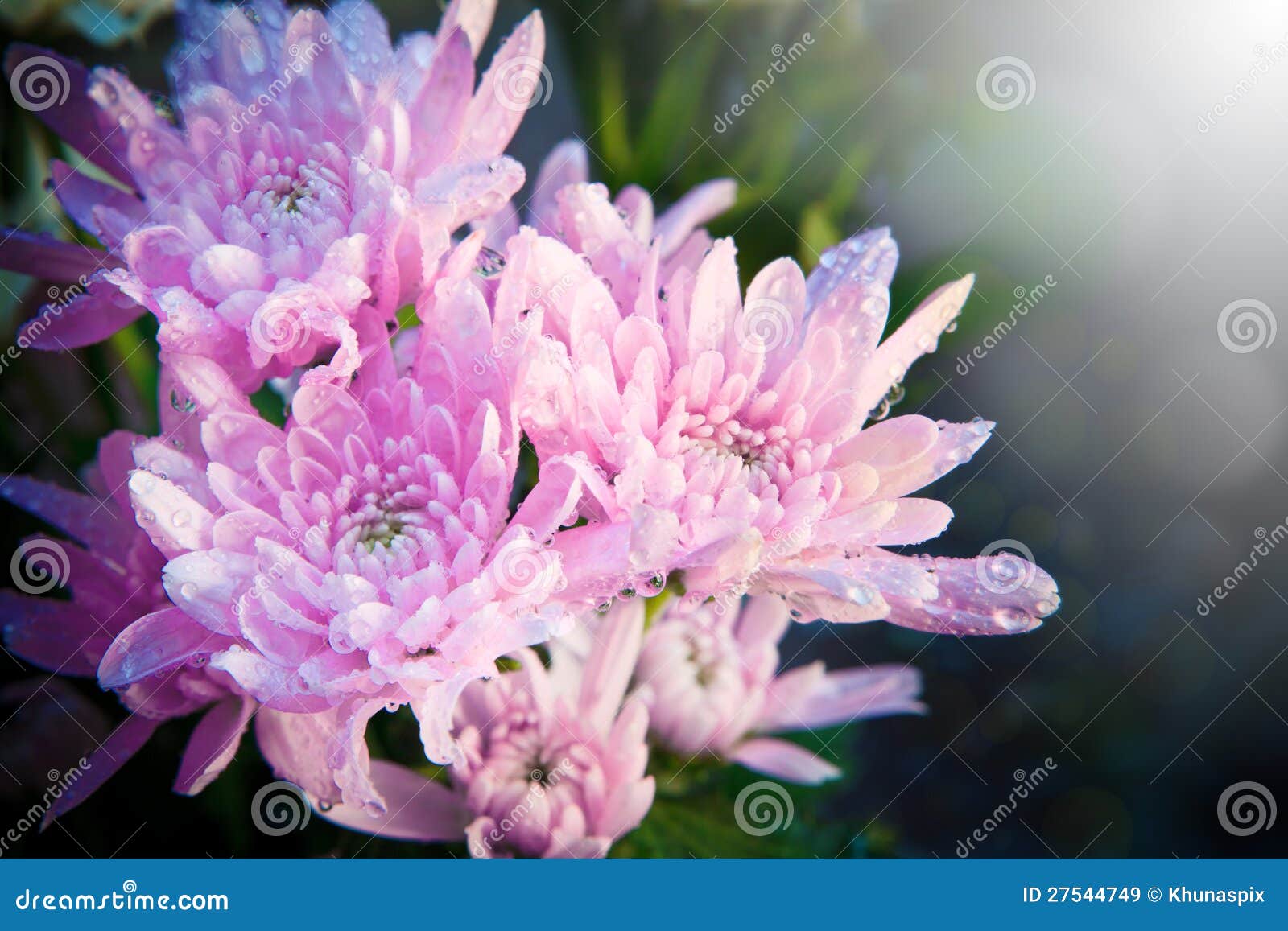 Beautiful Flower with Fresh Water Stock Image - Image of beauty ...