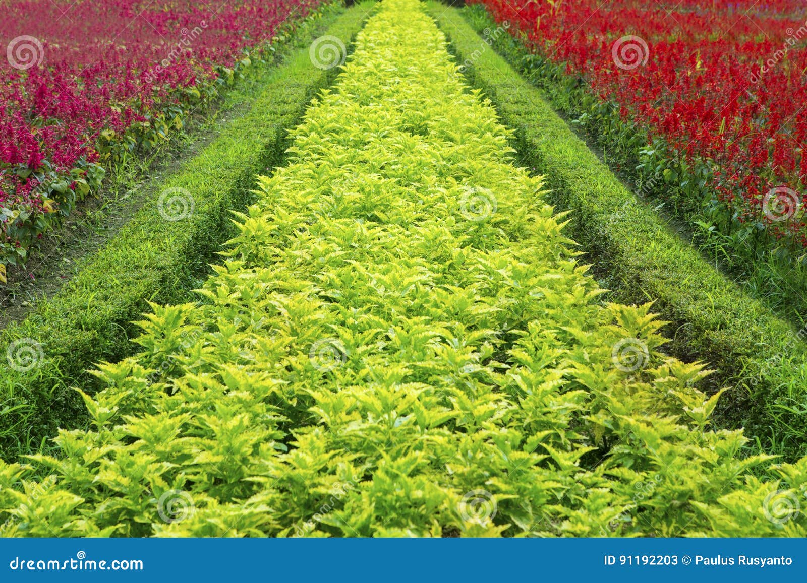 Beautiful Flower Garden with Lavender and Peppermint Stock Image ...