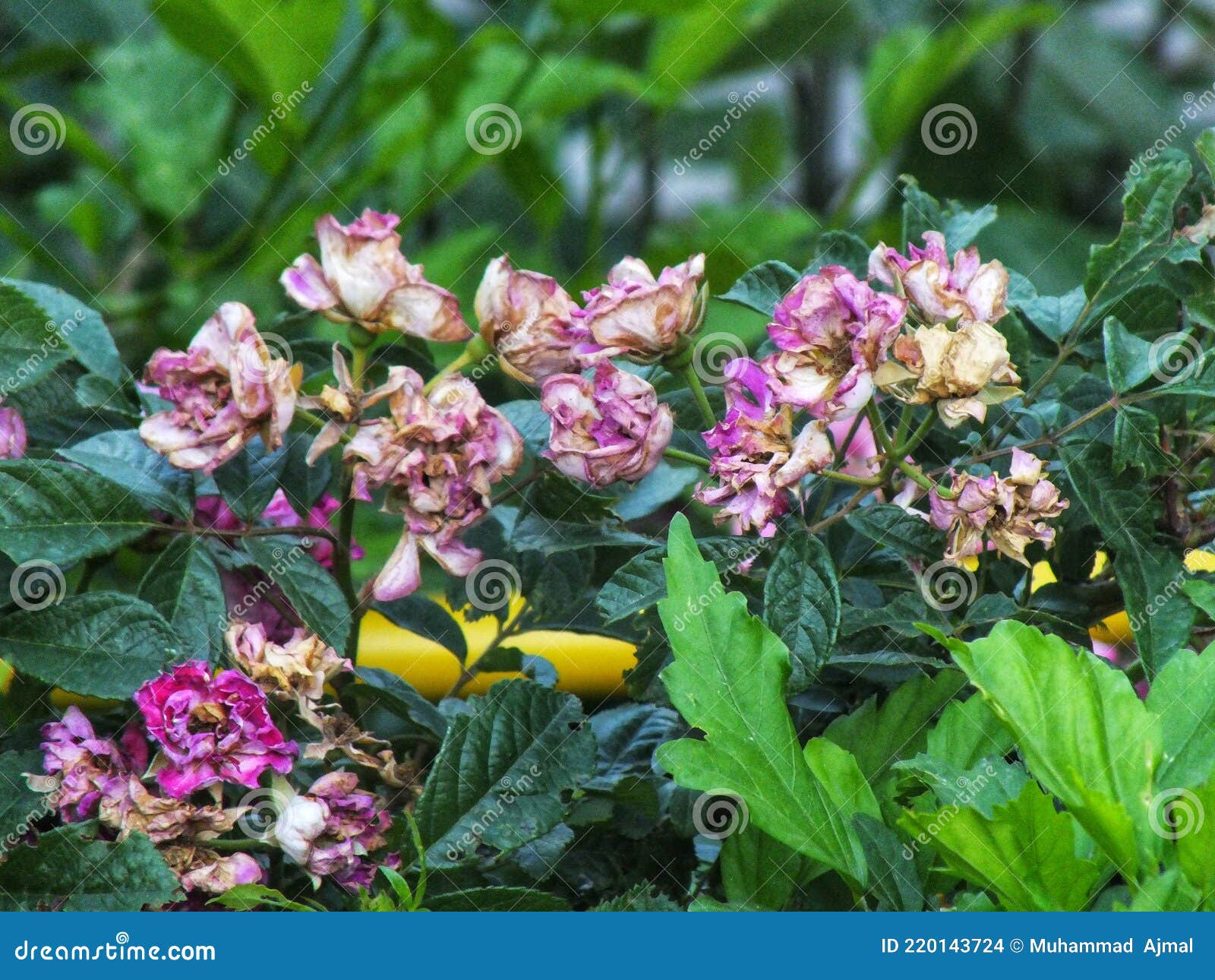 Beautiful Flower from the Garden of Pakistan Stock Photo - Image of ...