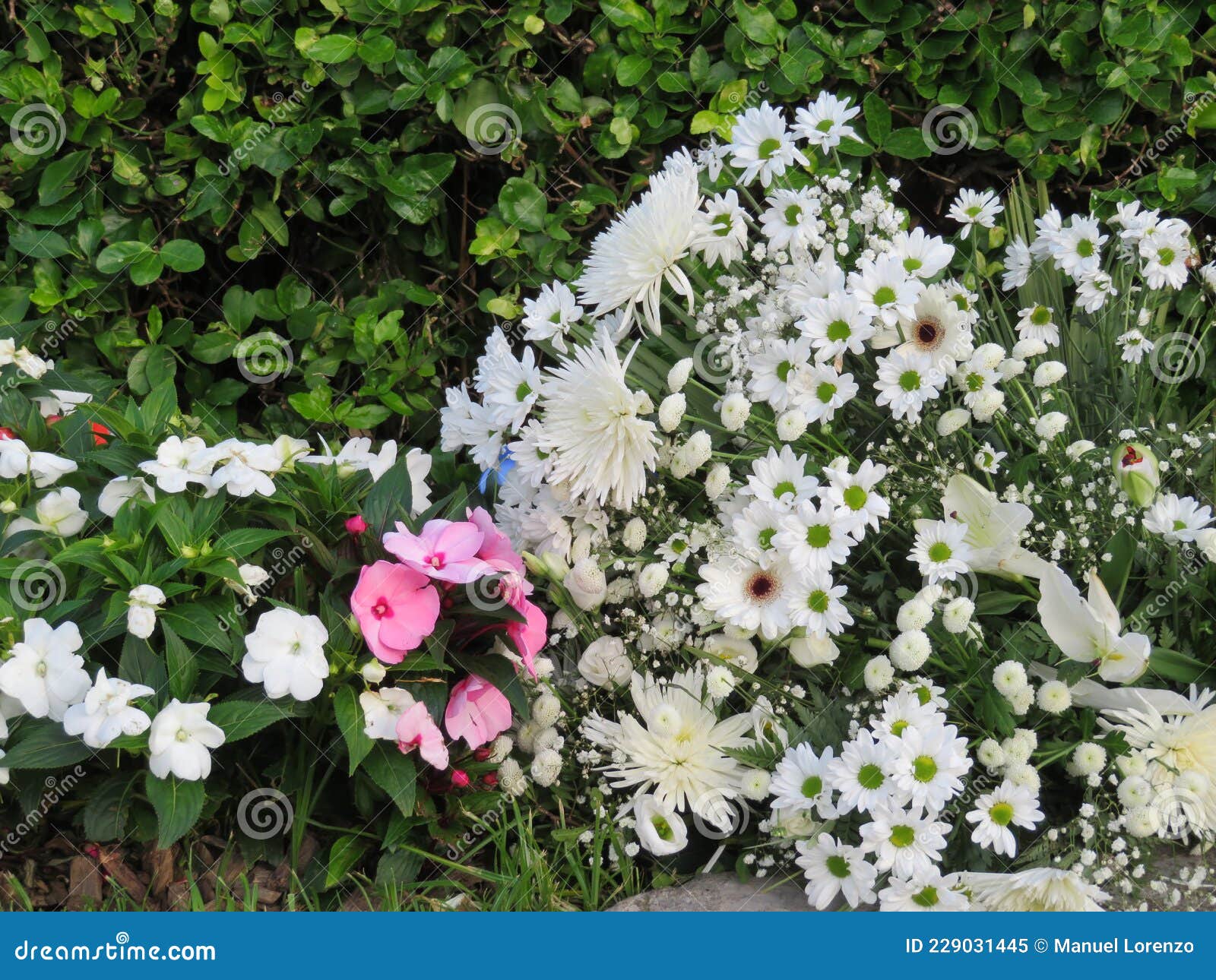 Beautiful Flower Garden Various Colors and Different Kinds of Sizes ...