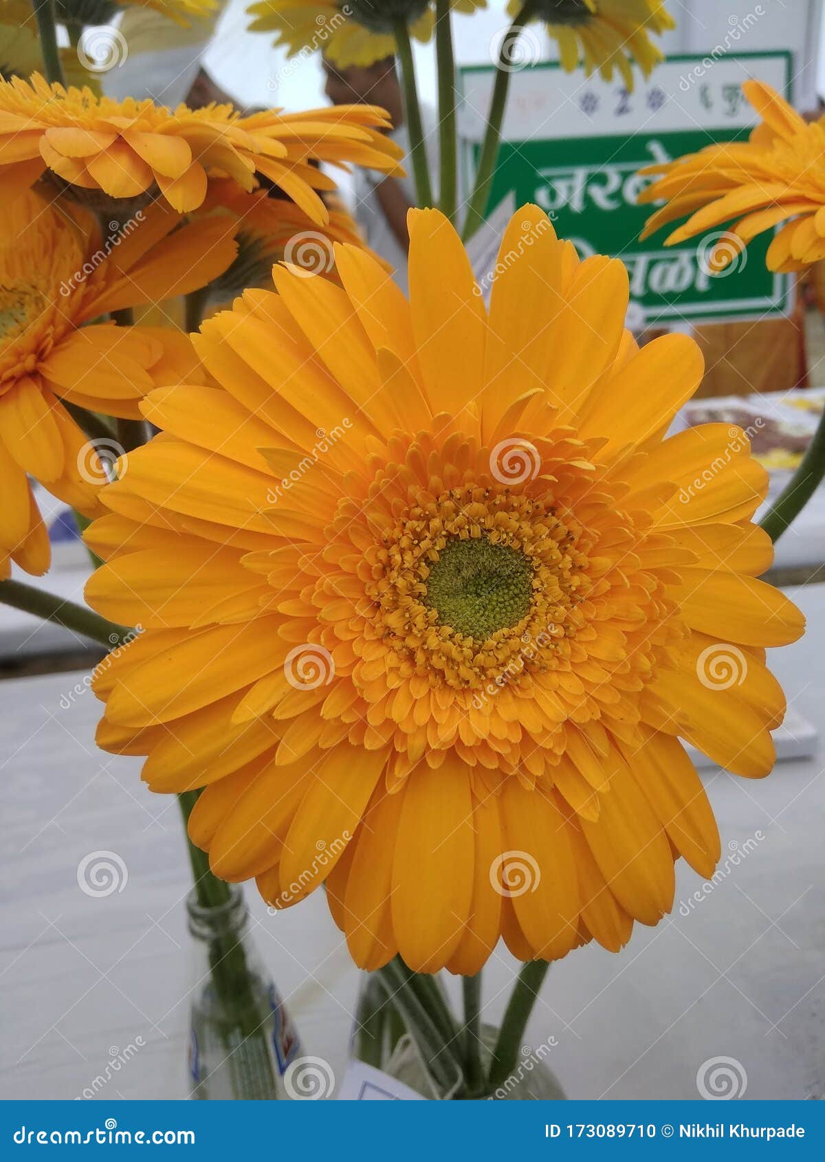 Beautiful Flower of Gerbera Stock Photo - Image of micro, gerbera ...