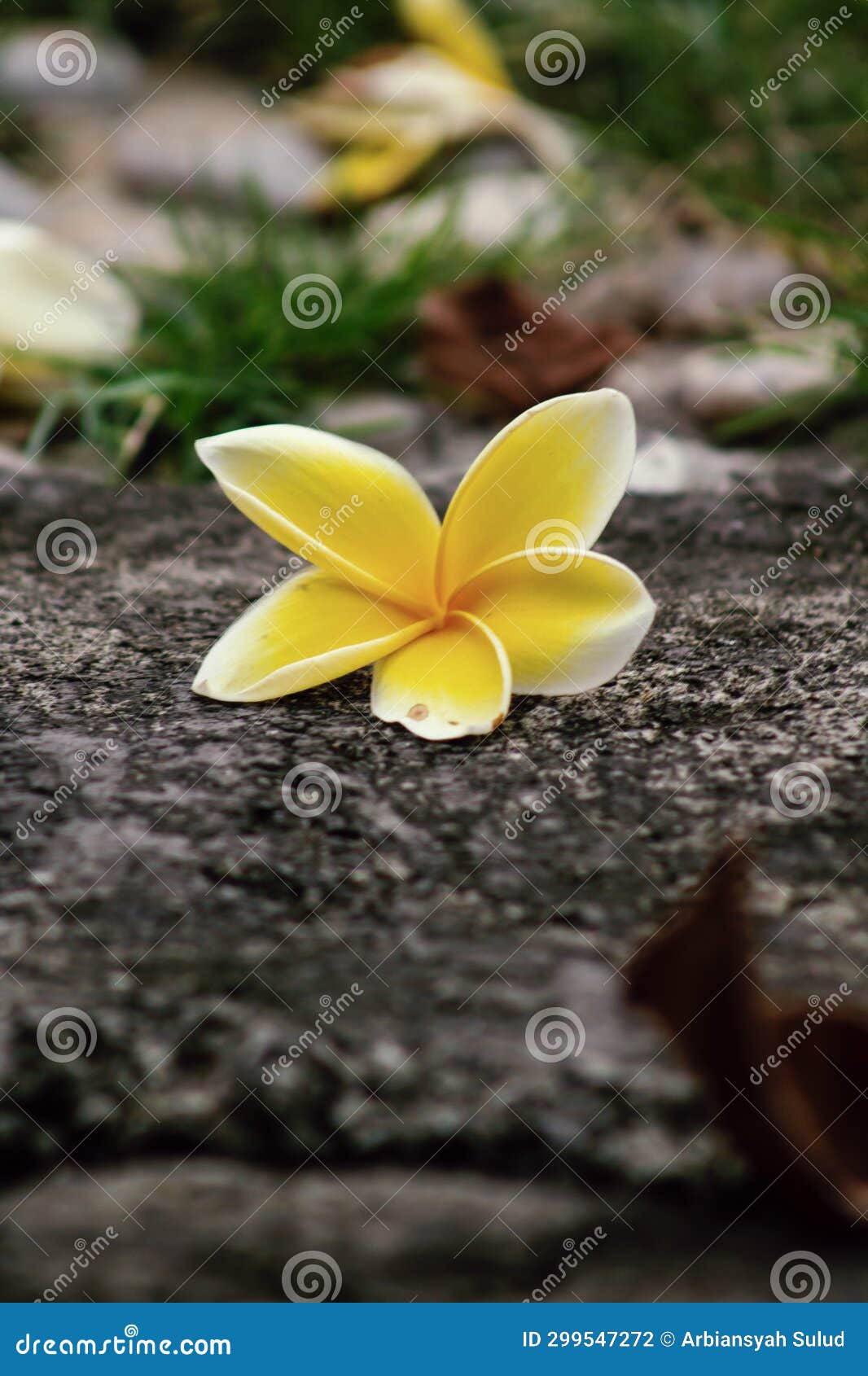 Beautiful Flower on the Ground Stock Photo - Image of sunlight, yellow ...