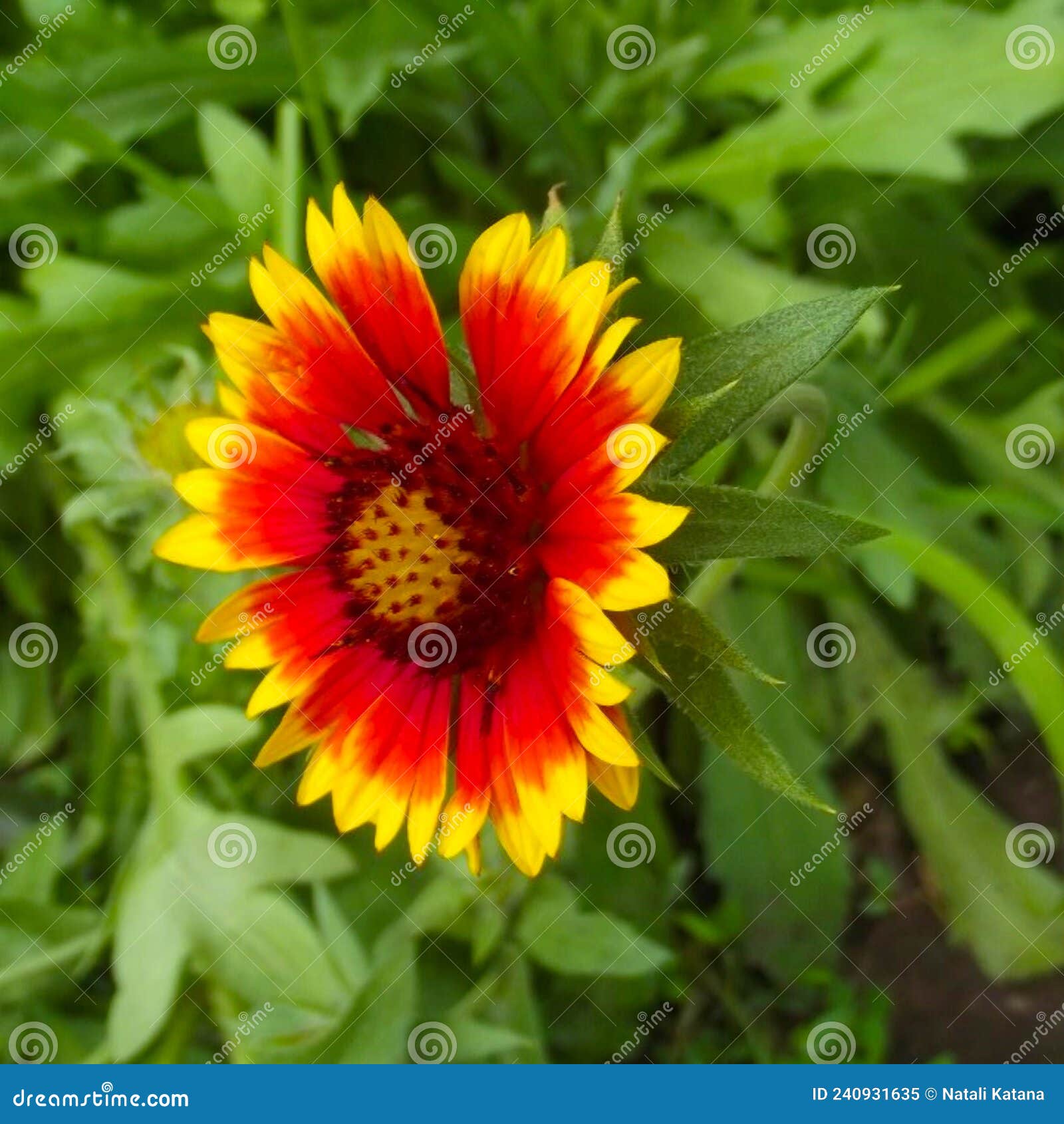 Beautiful bright flower stock image. Image of nature - 240931635