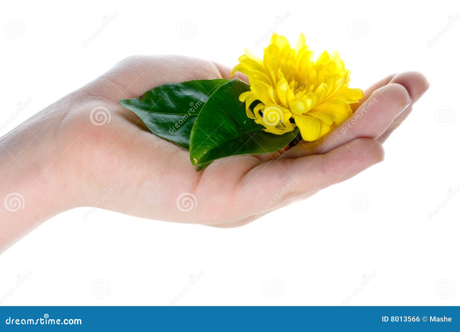 Beautiful flower in hand. stock photo. Image of pure, manicure - 8013566