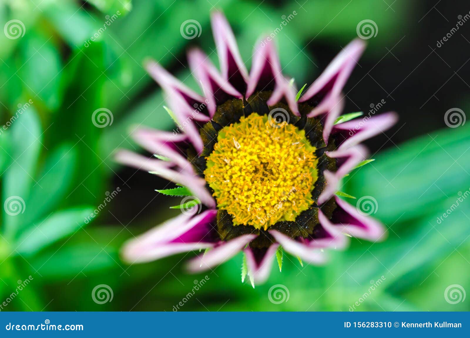 Beautiful Flower Head Close Up Stock Photo - Image of floral, season ...