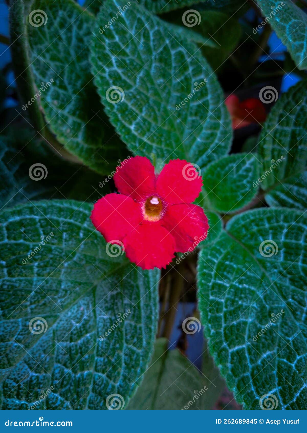 Beautiful Flower at Home in Saturday Morning Stock Image - Image of ...