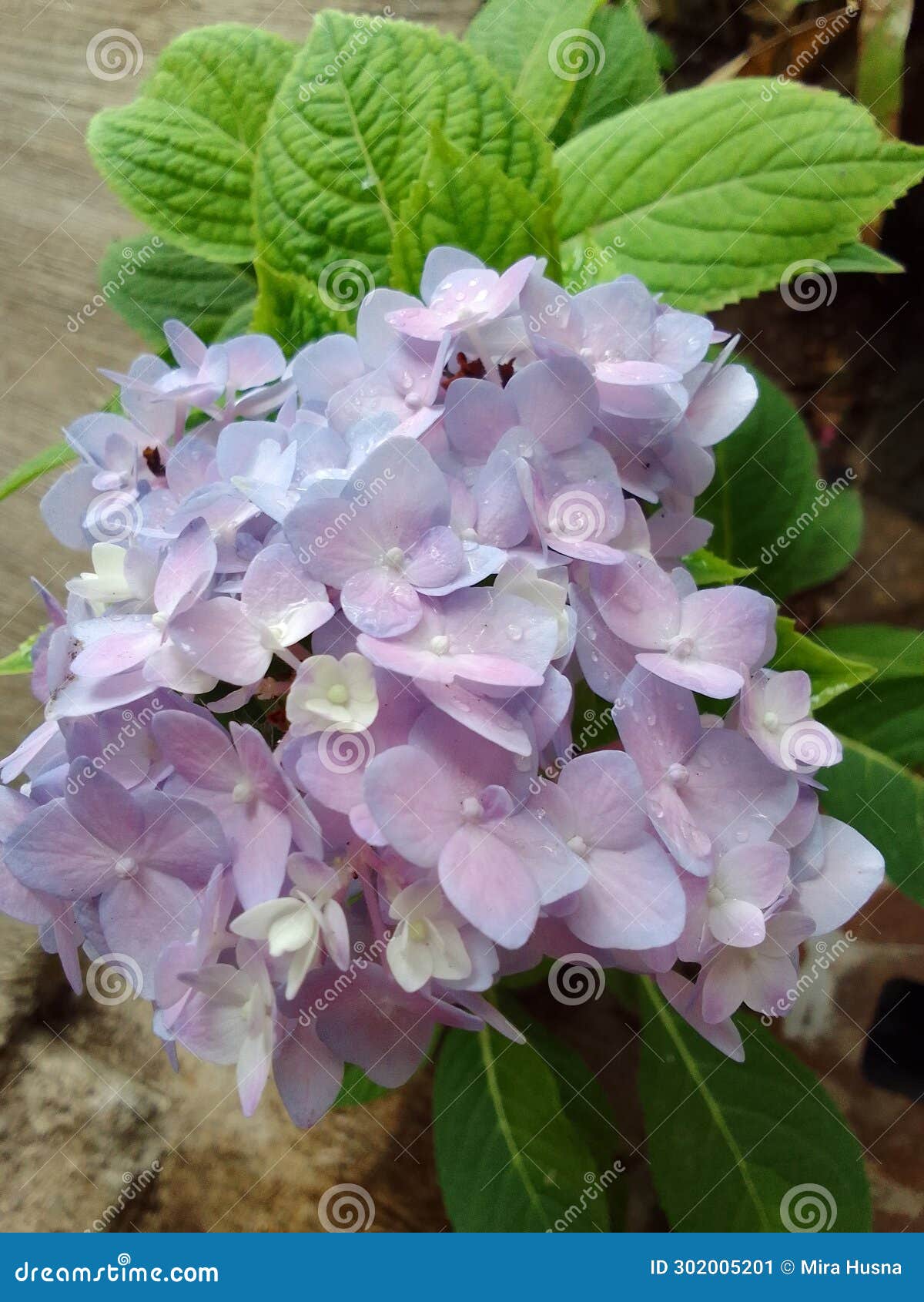 Beautiful Flower of Hydrangea after Rain in Indonesia Stock Image ...