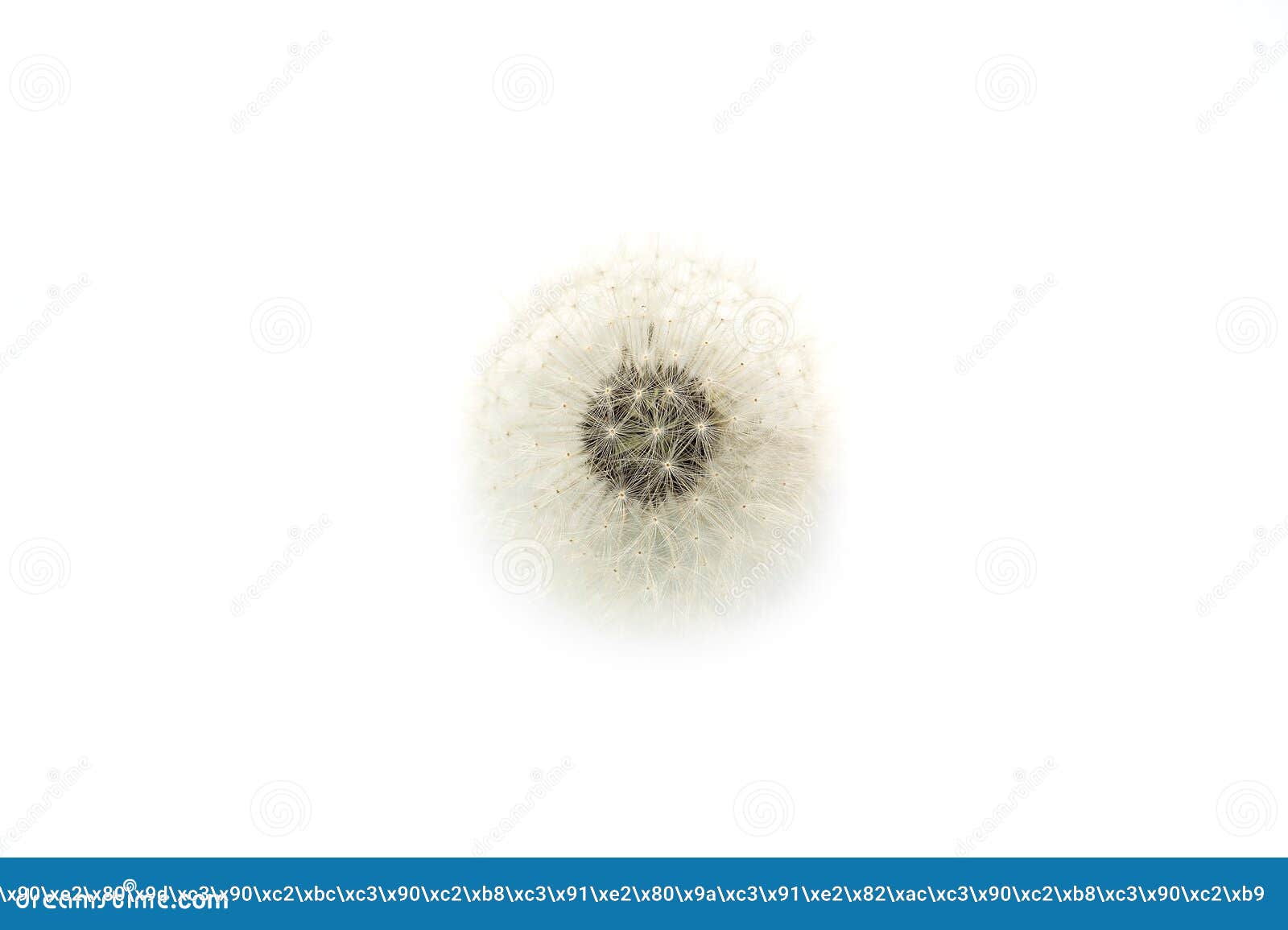 Beautiful Flower Isolated on White Background Stock Photo - Image of ...