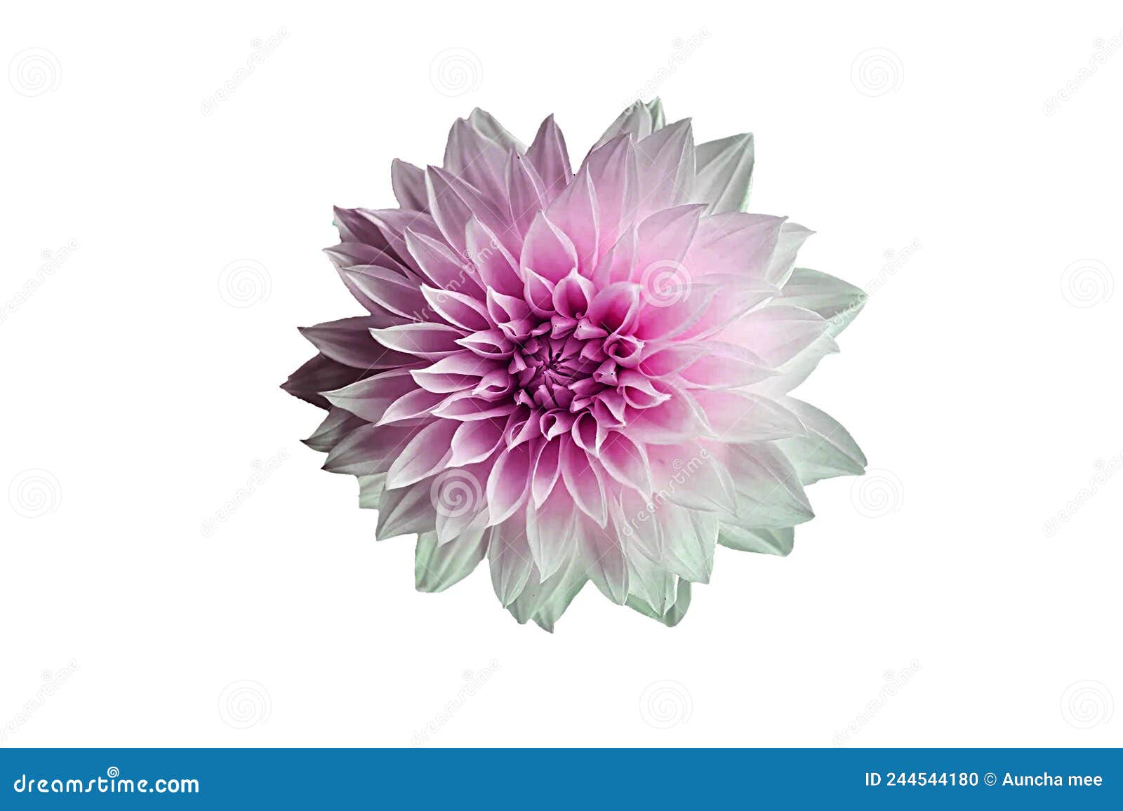 Beautiful Flower Isolation on a White Background - Image Stock Photo ...