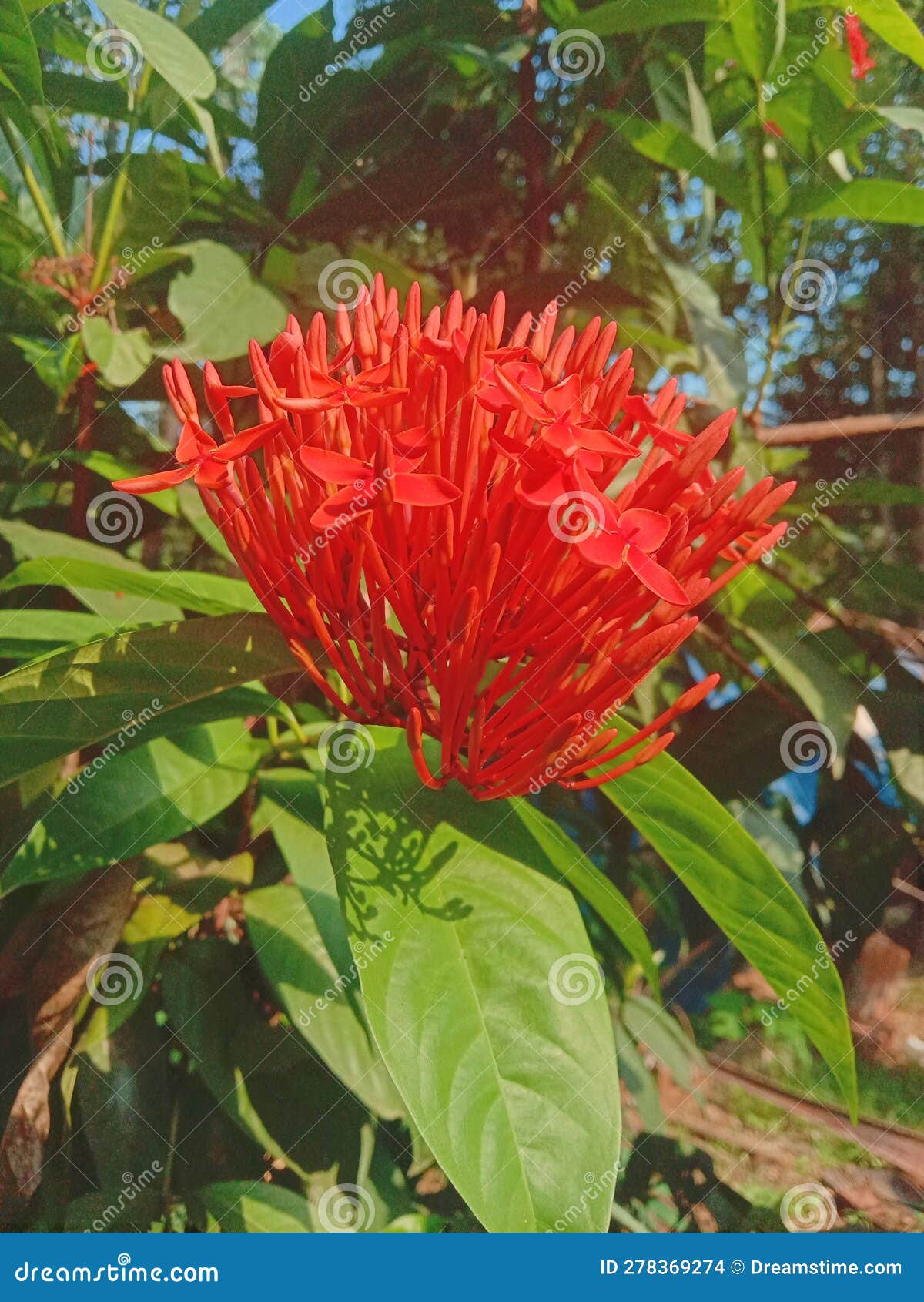 A Beautiful Flower from Kerala Stock Photo - Image of nice, relax ...