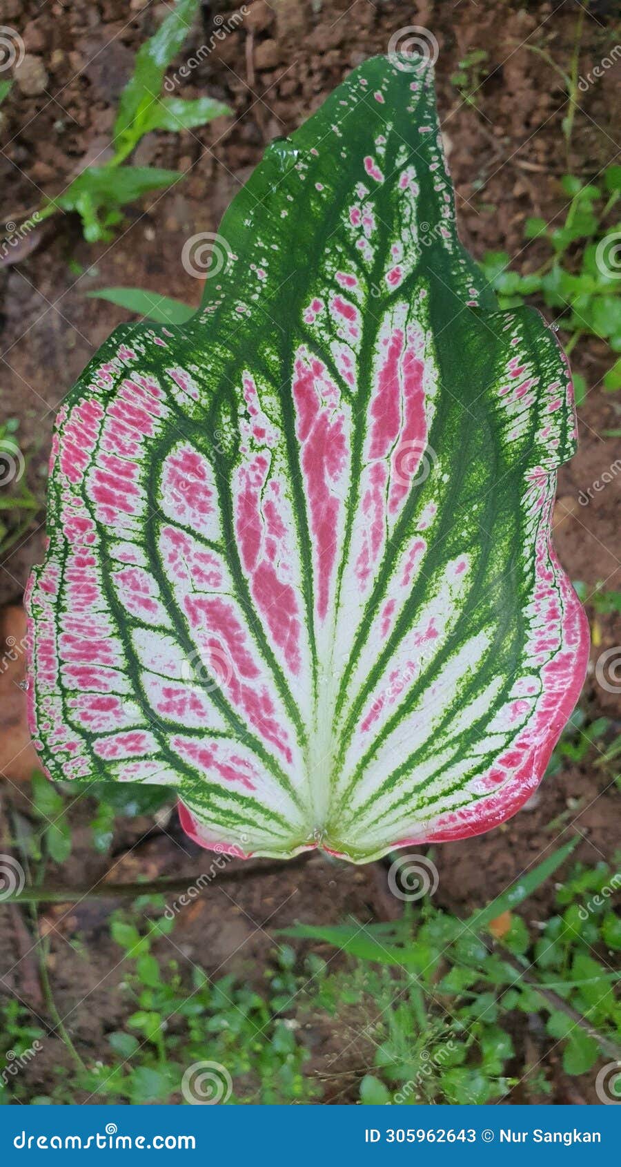 Beautiful Flower Leaves that Have Beautiful and Unique Patterns Stock ...