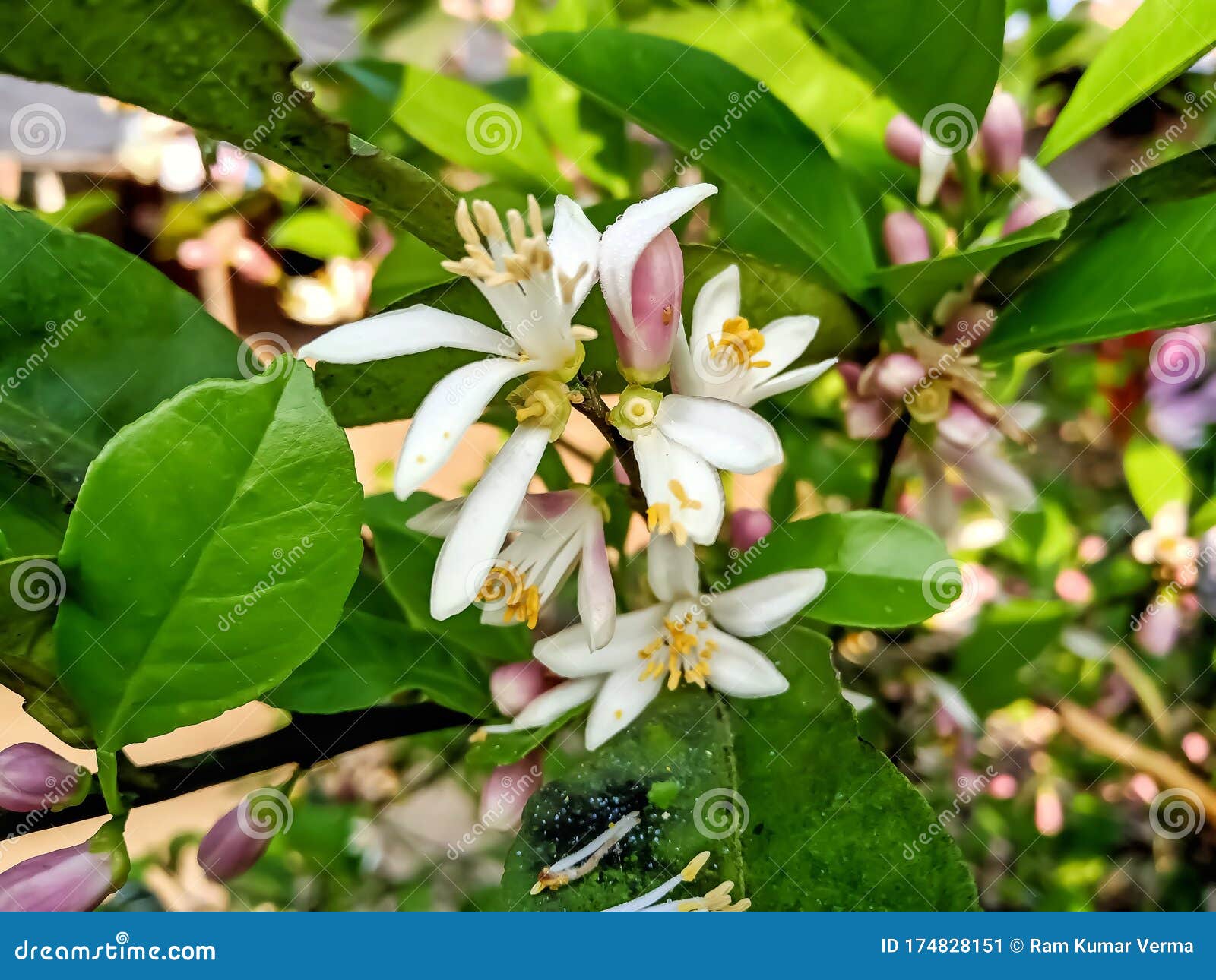 Beautiful Flower of Lemon Image India Stock Image - Image of india ...