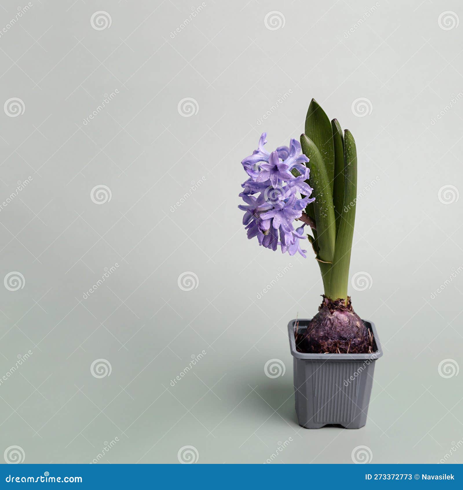 Beautiful Flower on a Light Background Stock Image - Image of ...