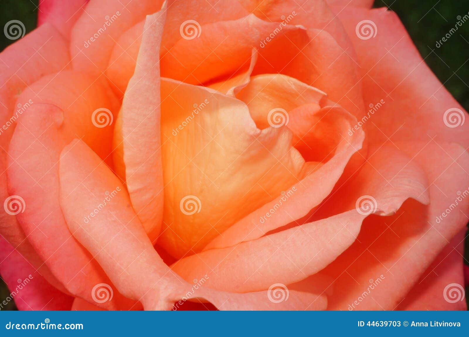 Beautiful Flower Light Pink Rose Close-up As Background Stock Image ...
