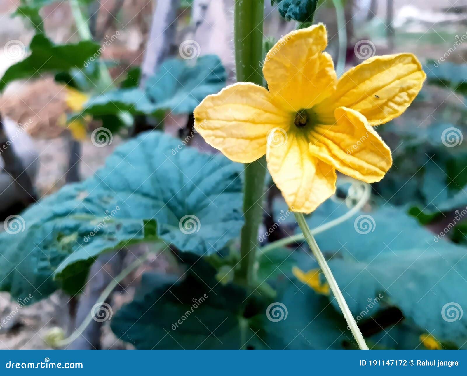The Beautiful Flower of Loki Stock Photo - Image of decor, colorized ...