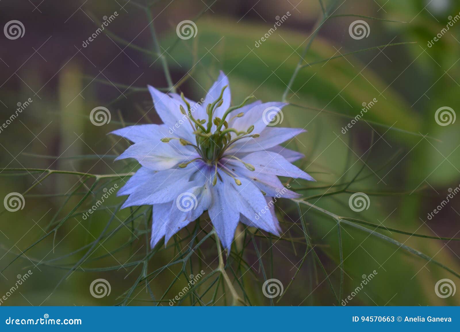 Beautiful flower stock image. Image of natural, outdoors - 94570663