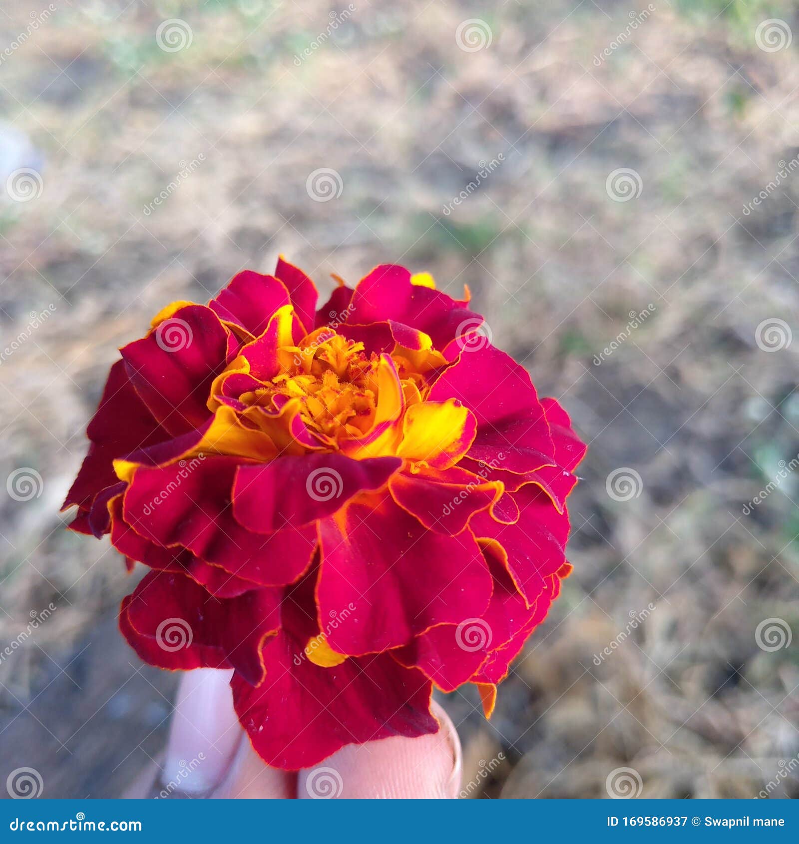 Beautiful Flower from Maharashtra India Stock Image - Image of india ...