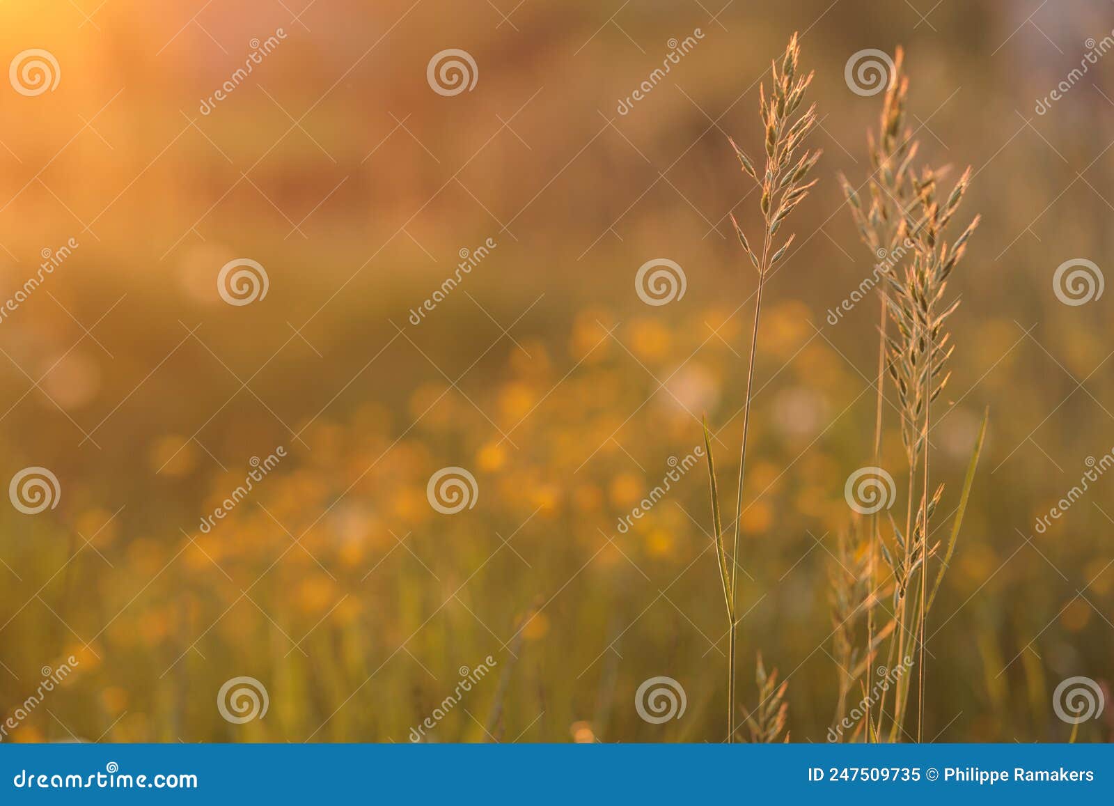 Beautiful Flower Meadow with Sunlight Countryside Stock Image - Image ...
