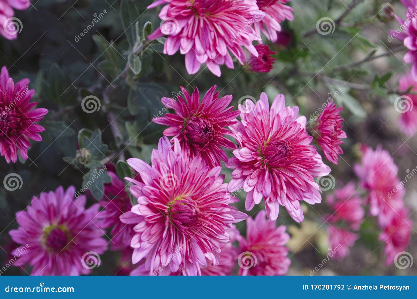 Beautiful Flower of Mini Chrysanthemum. Bright and Saturated Buds Stock ...