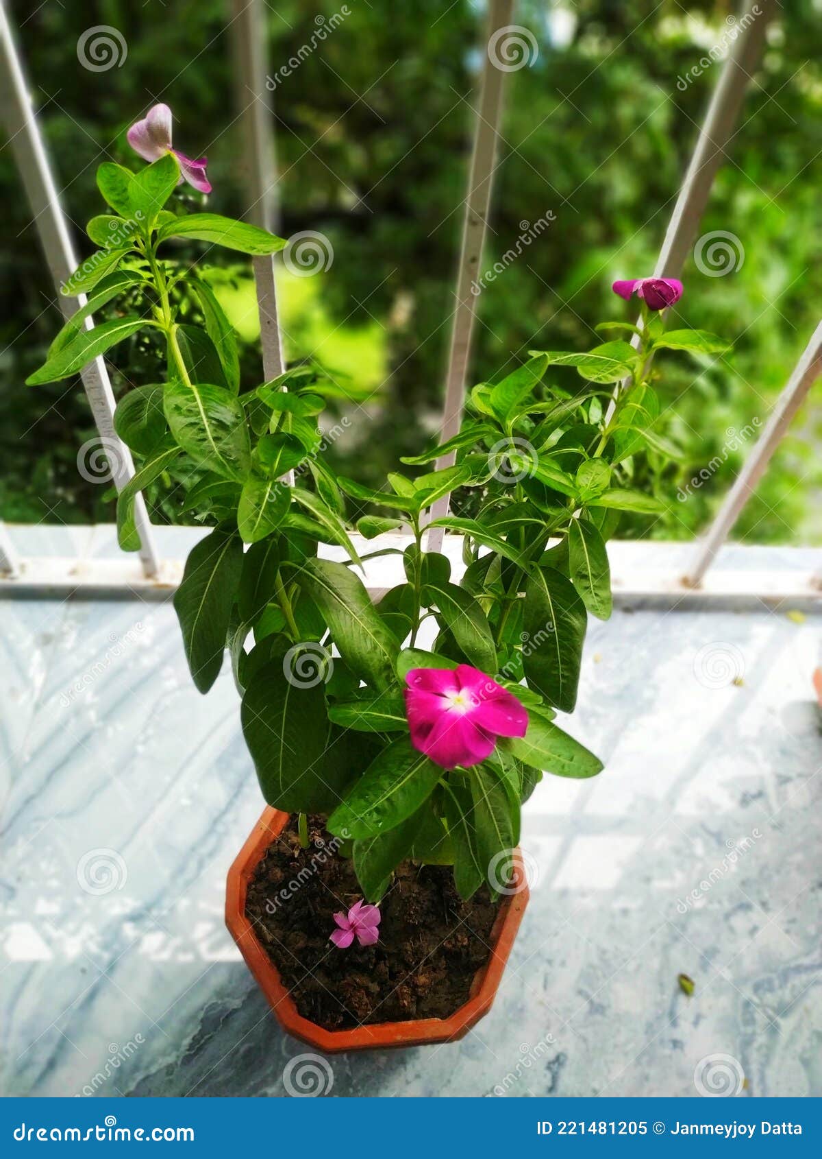 Beautiful Flower of Monsoon Stock Image - Image of beautiful, nice ...