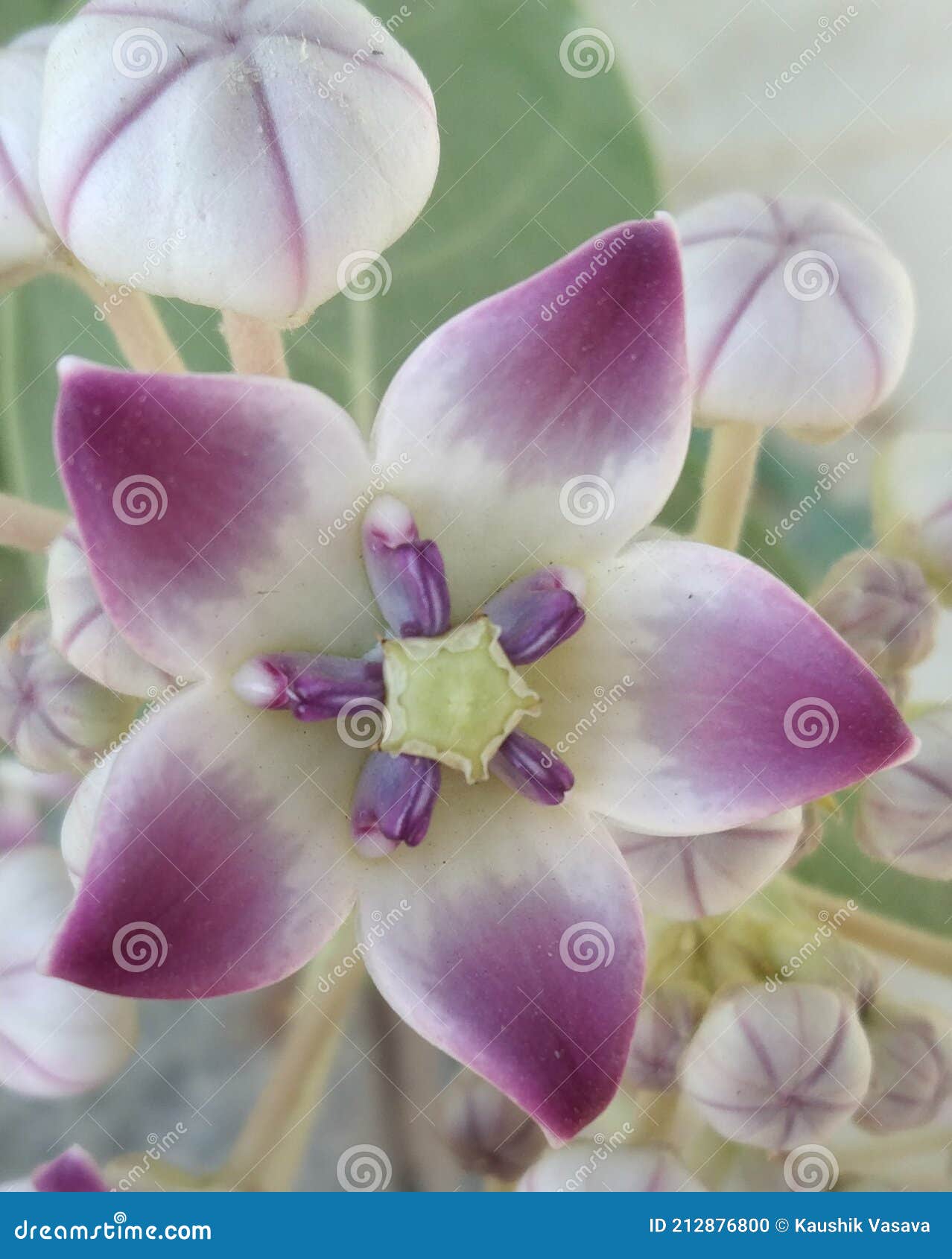 Nactu Stock Photos - Free & Royalty-Free Stock Photos from Dreamstime