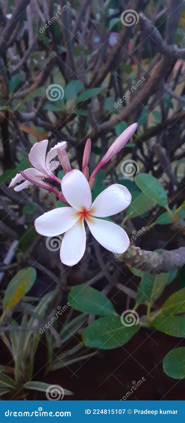 Beautiful flower Natural stock image. Image of love - 224815107