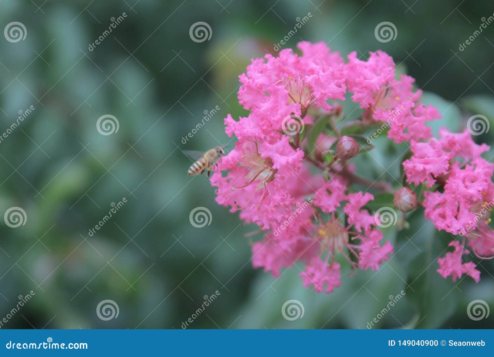 The Beautiful Flower among Nature at Tko Stock Photo - Image of forest ...