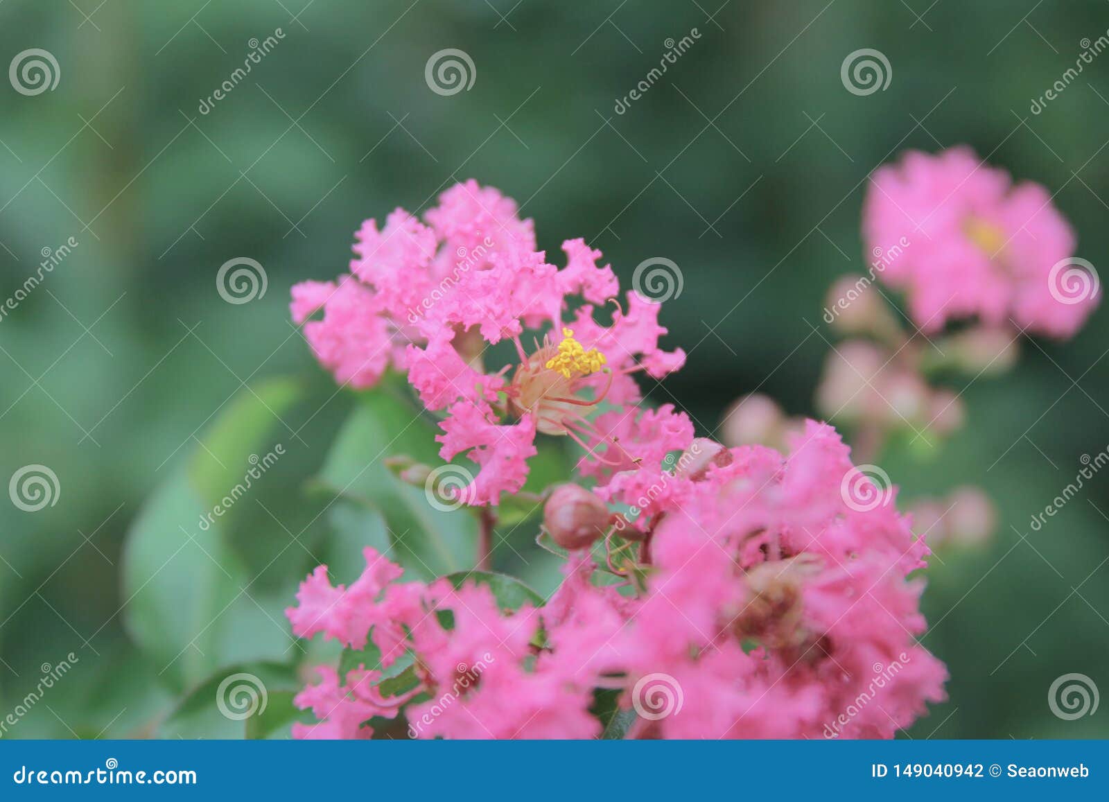 The Beautiful Flower among Nature at Tko Stock Photo - Image of carpel ...