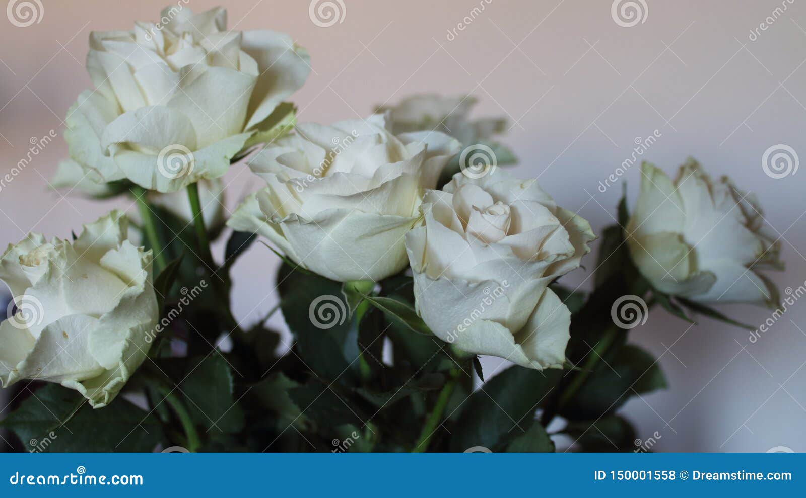 Beautiful Flower of a Nice Color and a Pleasant Color Stock Photo ...