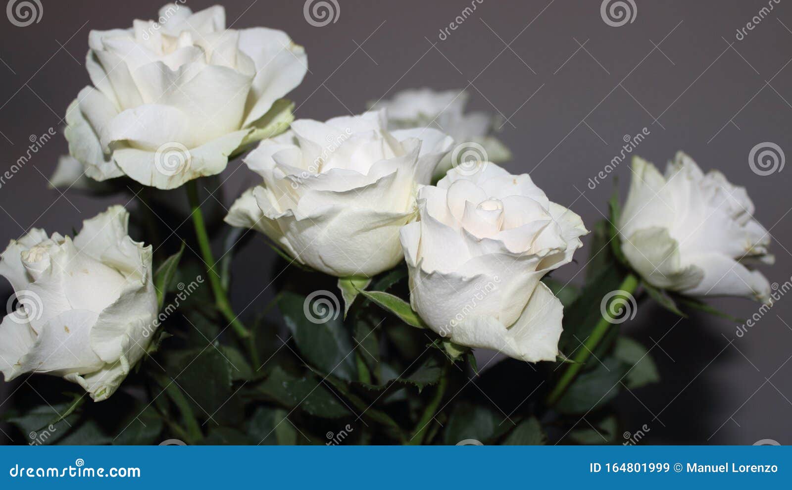 Beautiful Flower of a Nice Color and a Pleasant Color Beautiful Flower ...