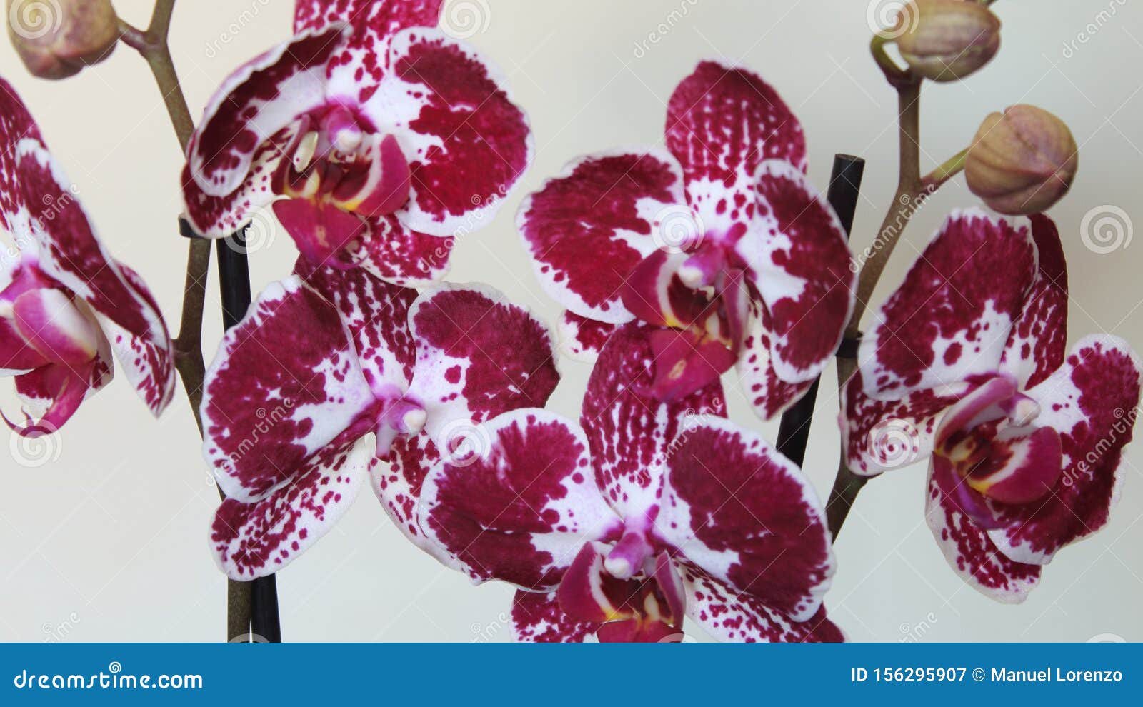 Beautiful Flower of a Nice Color and a Pleasant Color Stock Image ...