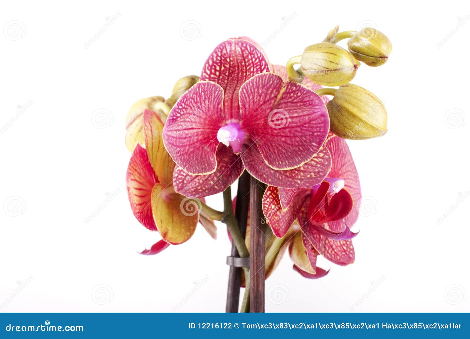 Beautiful flower orchid stock photo. Image of spring - 12216122