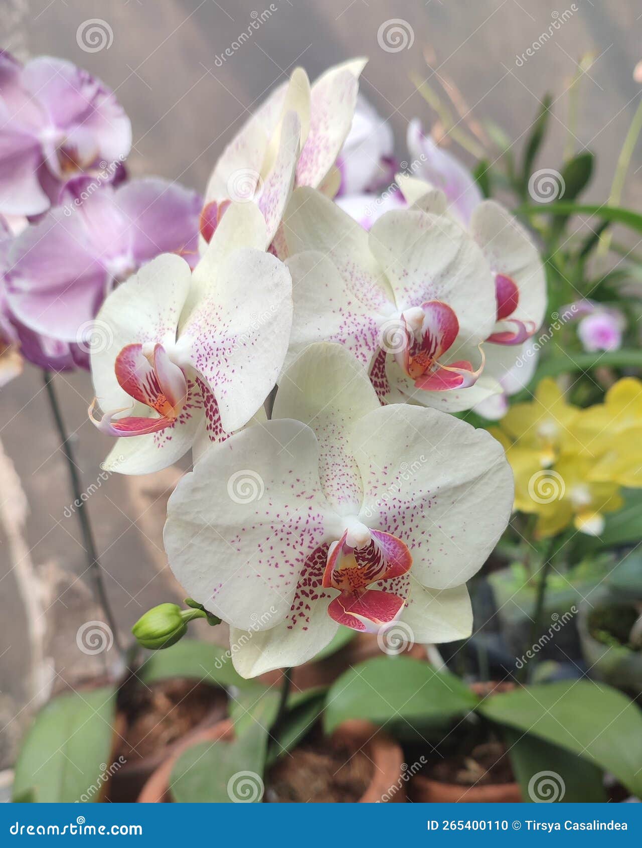 Beautiful flower outside stock photo. Image of outside - 265400110