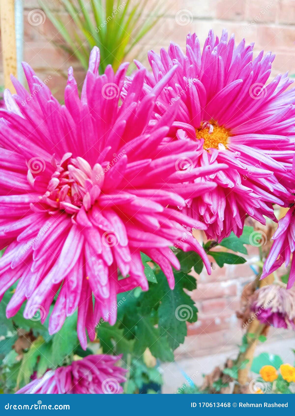 Beautiful Flower in Pakistan Stock Photo - Image of pink, closeup ...