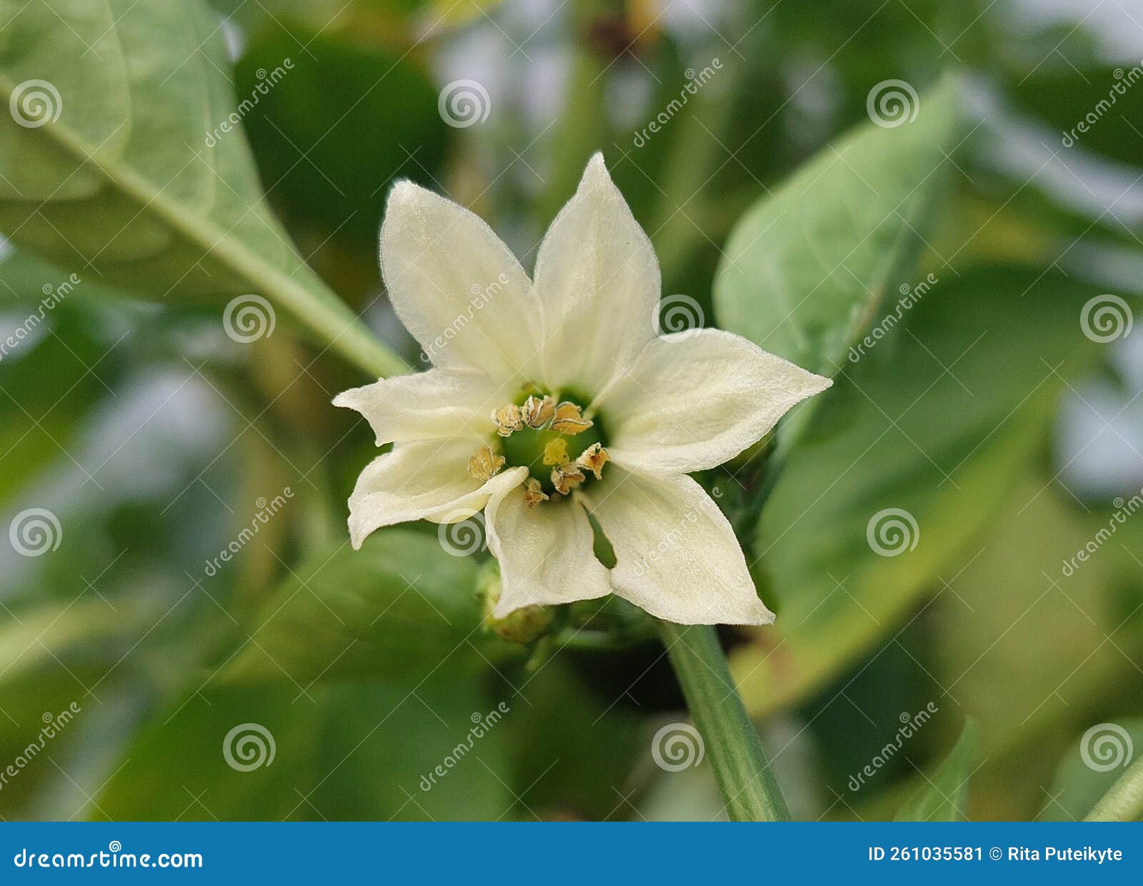 Flower of paprika stock image. Image of flower, greenhouse - 261035581